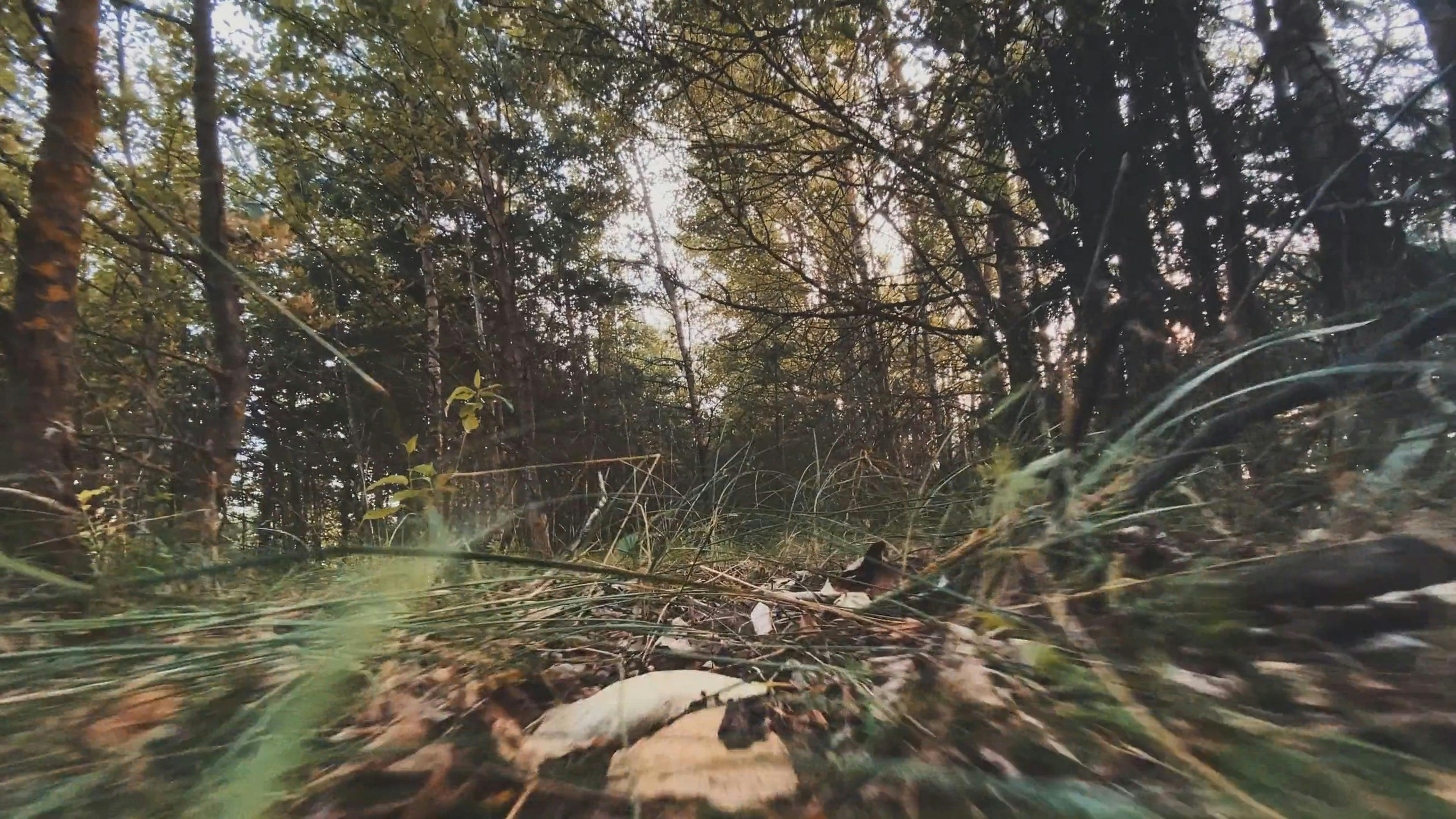 Ground Level Shot of Tree Stumps in a Forest Area · Free Stock Video