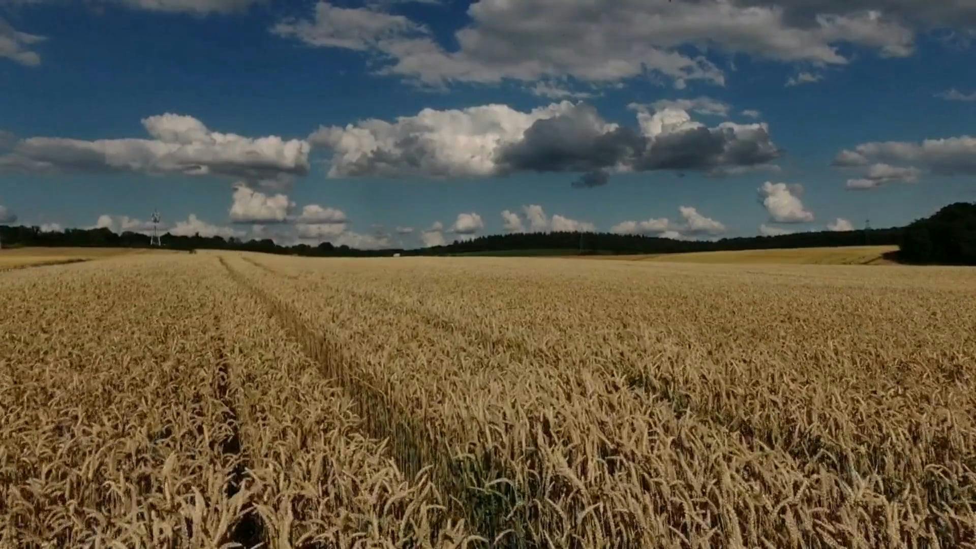 Aerial Footage of Wheat Field · Free Stock Video