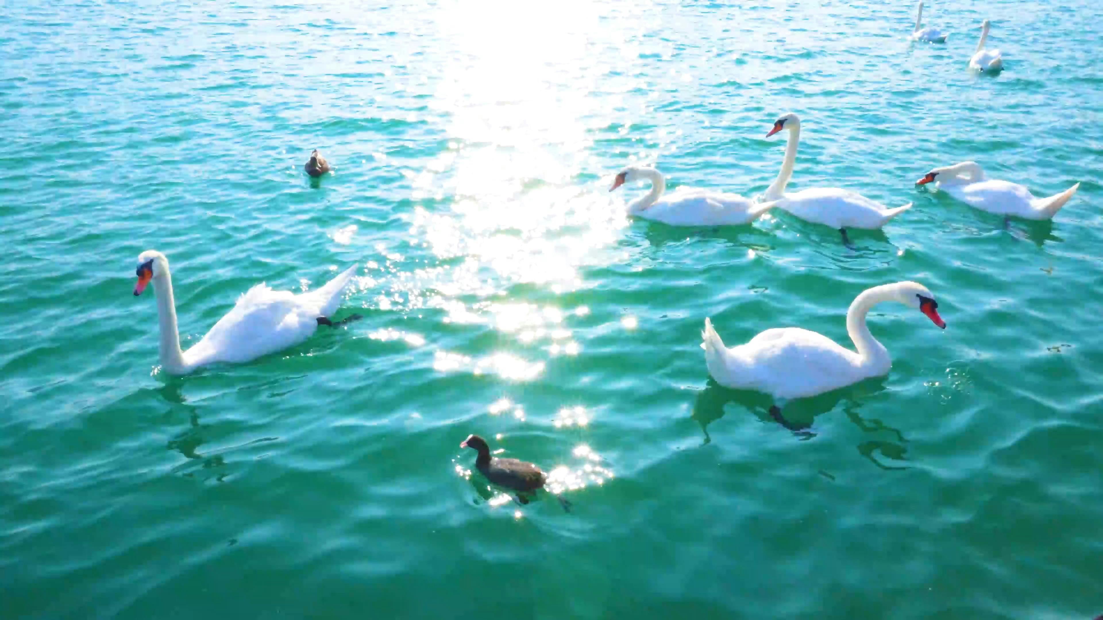 Swan Birds Floating Motionless On A Lake Surface · Free Stock Video