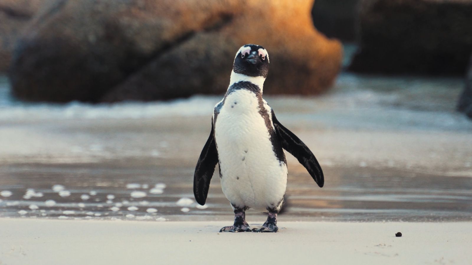 Animated Penguin Videos, Download The BEST Free 4k Stock Video Footage ...