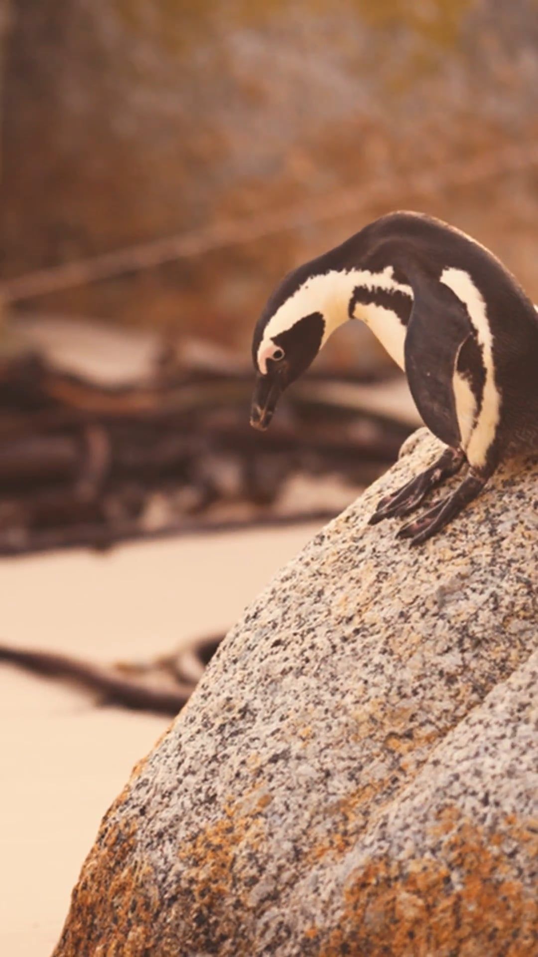 Penguin Walking Videos, Download The BEST Free 4k Stock Video Footage ...