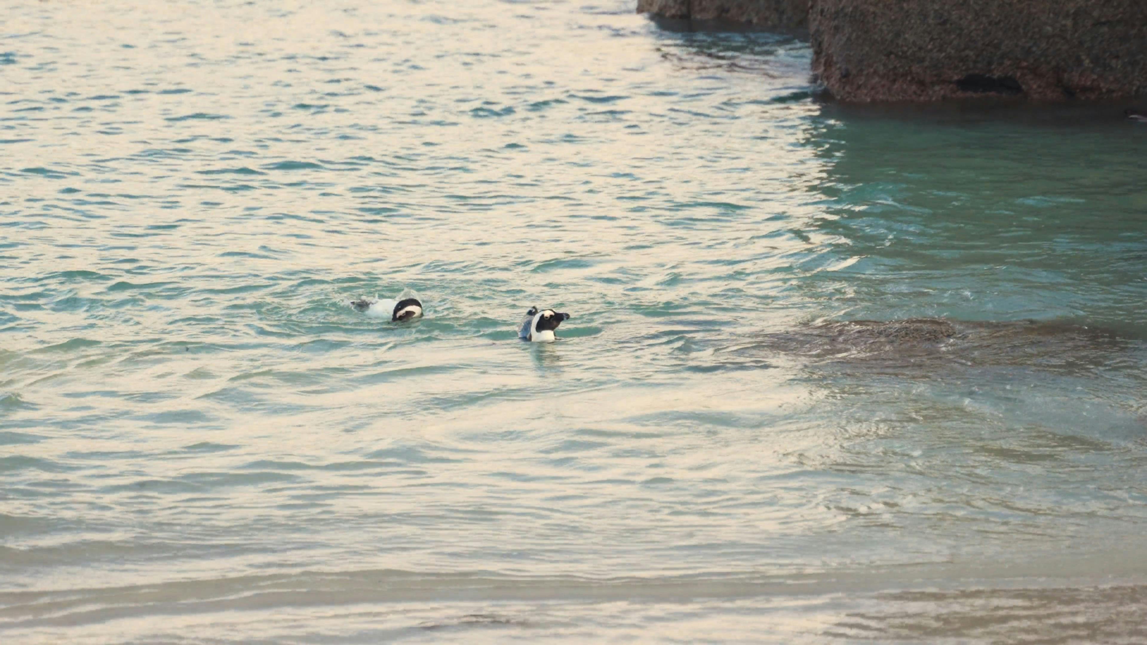 Beaches Sanctuary Videos, Download The BEST Free 4k Stock Video Footage ...