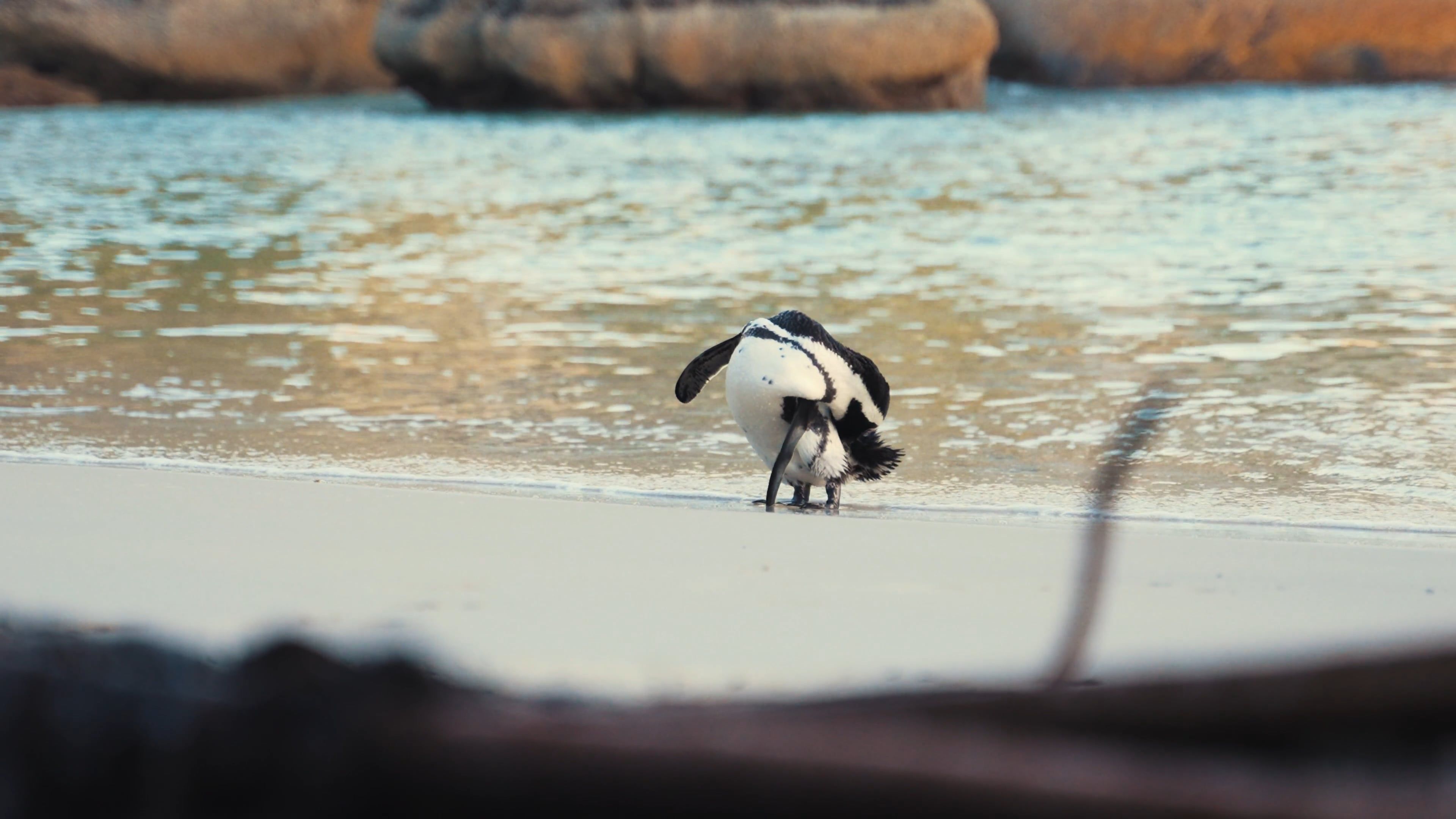 Walking Penguin Videos, Download The BEST Free 4k Stock Video Footage ...