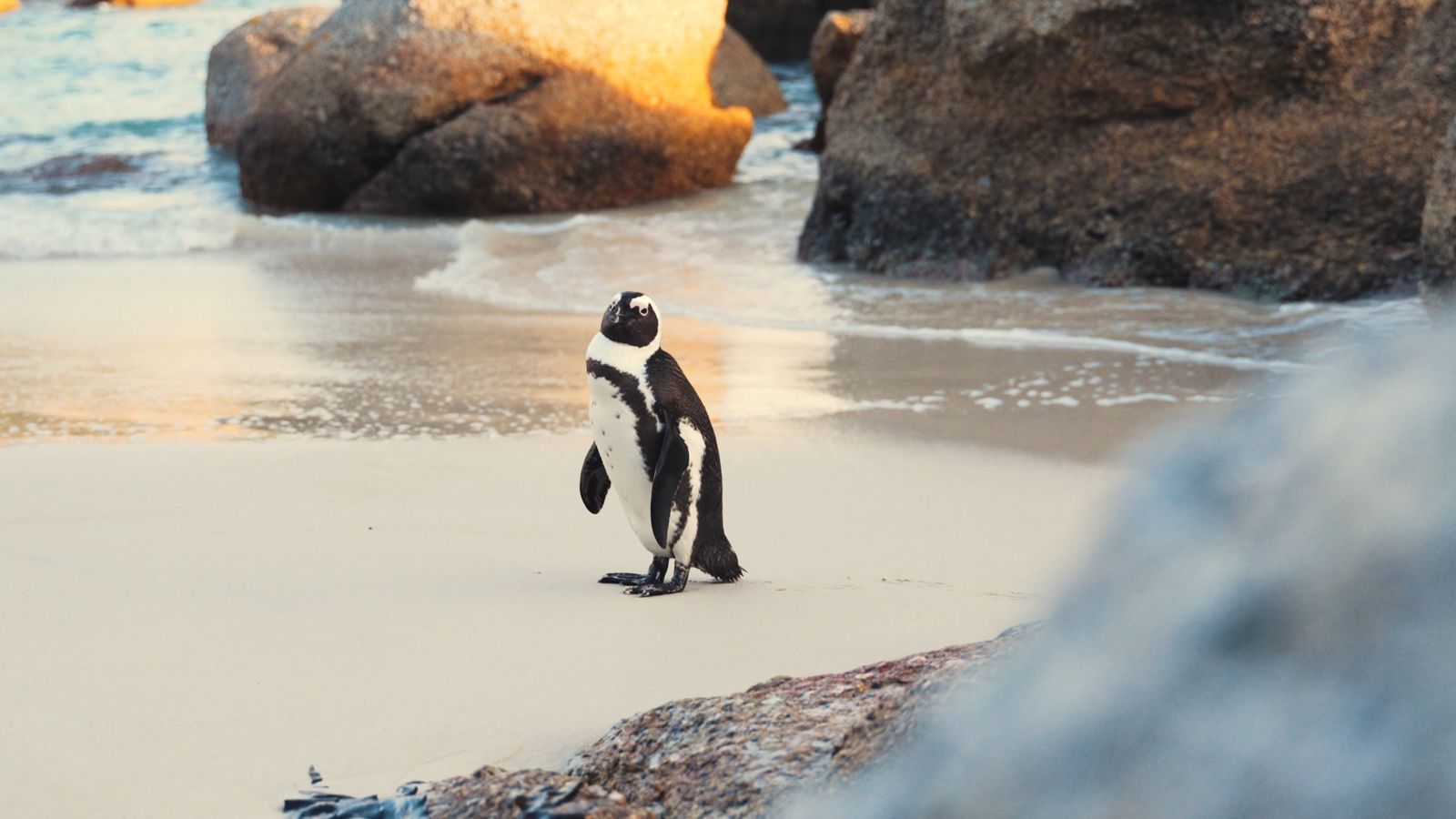 Penguin Videos, Download The BEST Free 4k Stock Video Footage & Penguin ...