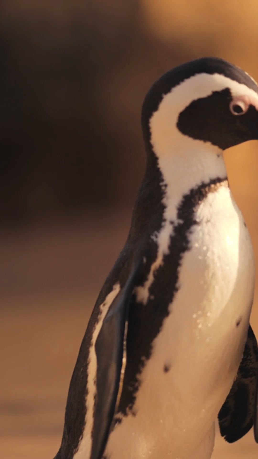 Banded Penguins Videos, Download The BEST Free 4k Stock Video Footage ...