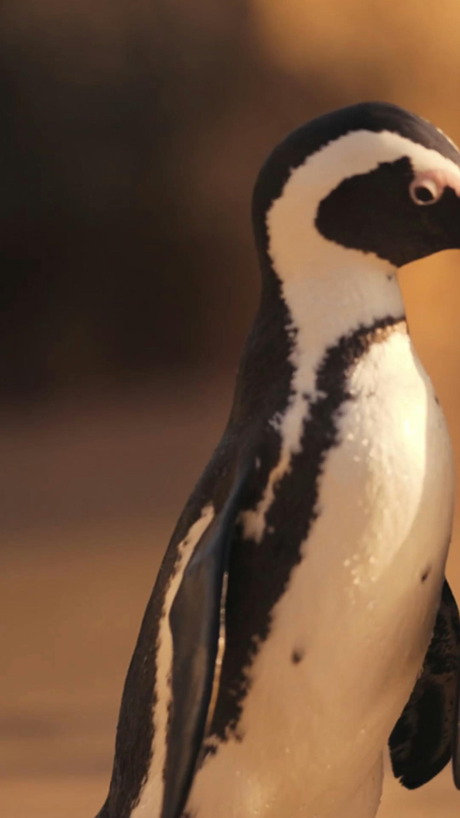 Penguins Videos, Download The BEST Free 4k Stock Video Footage ...