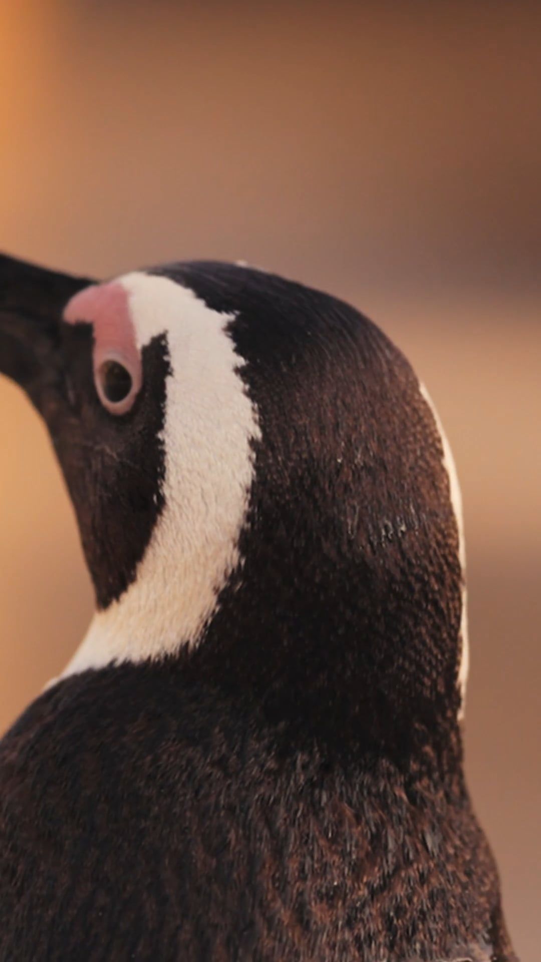 Animated Penguin Videos, Download The BEST Free 4k Stock Video Footage ...