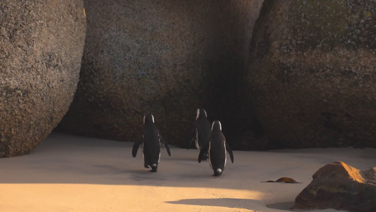 Penguins Videos, Download The BEST Free 4k Stock Video Footage ...