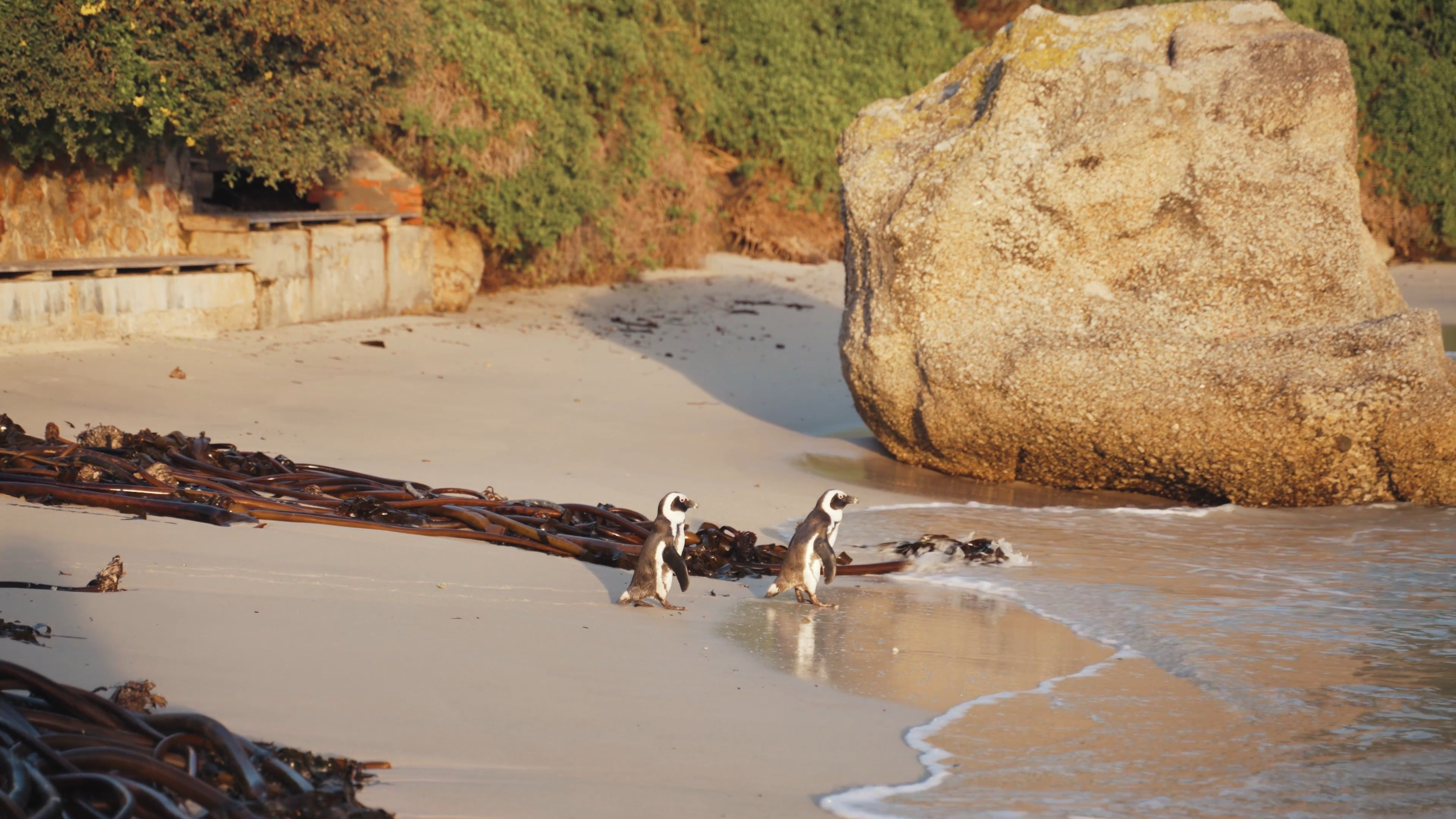 Penguin Walking Videos, Download The BEST Free 4k Stock Video Footage ...