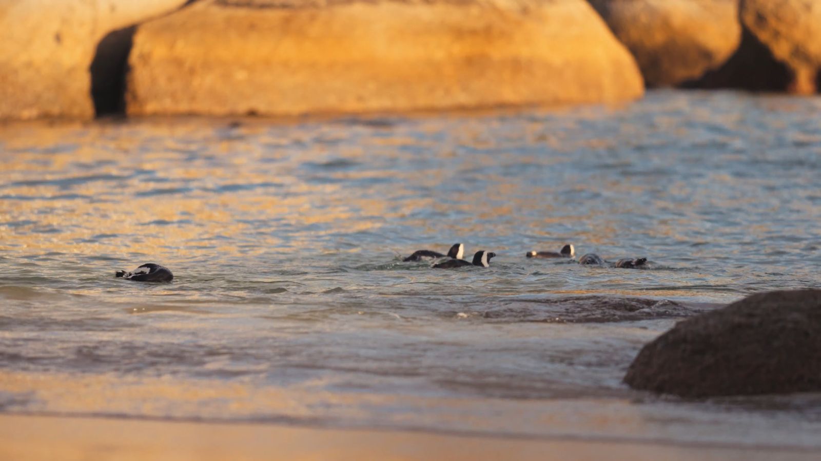 Penguins Videos, Download The BEST Free 4k Stock Video Footage ...