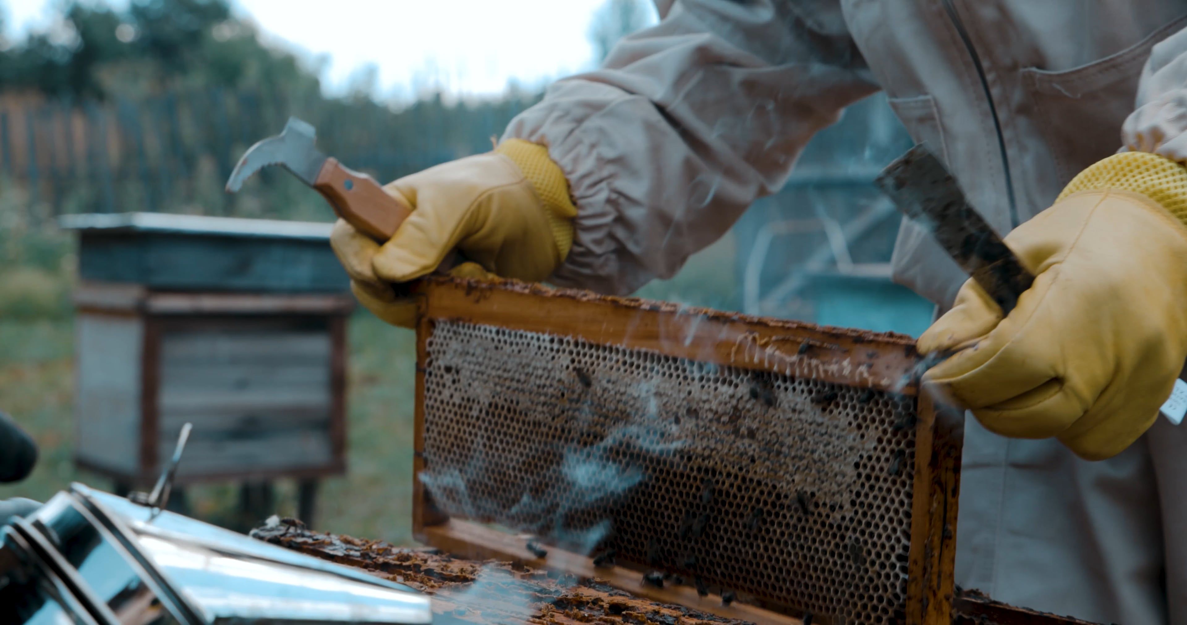 Beehive Background Videos, Download The BEST Free 4k Stock Video ...