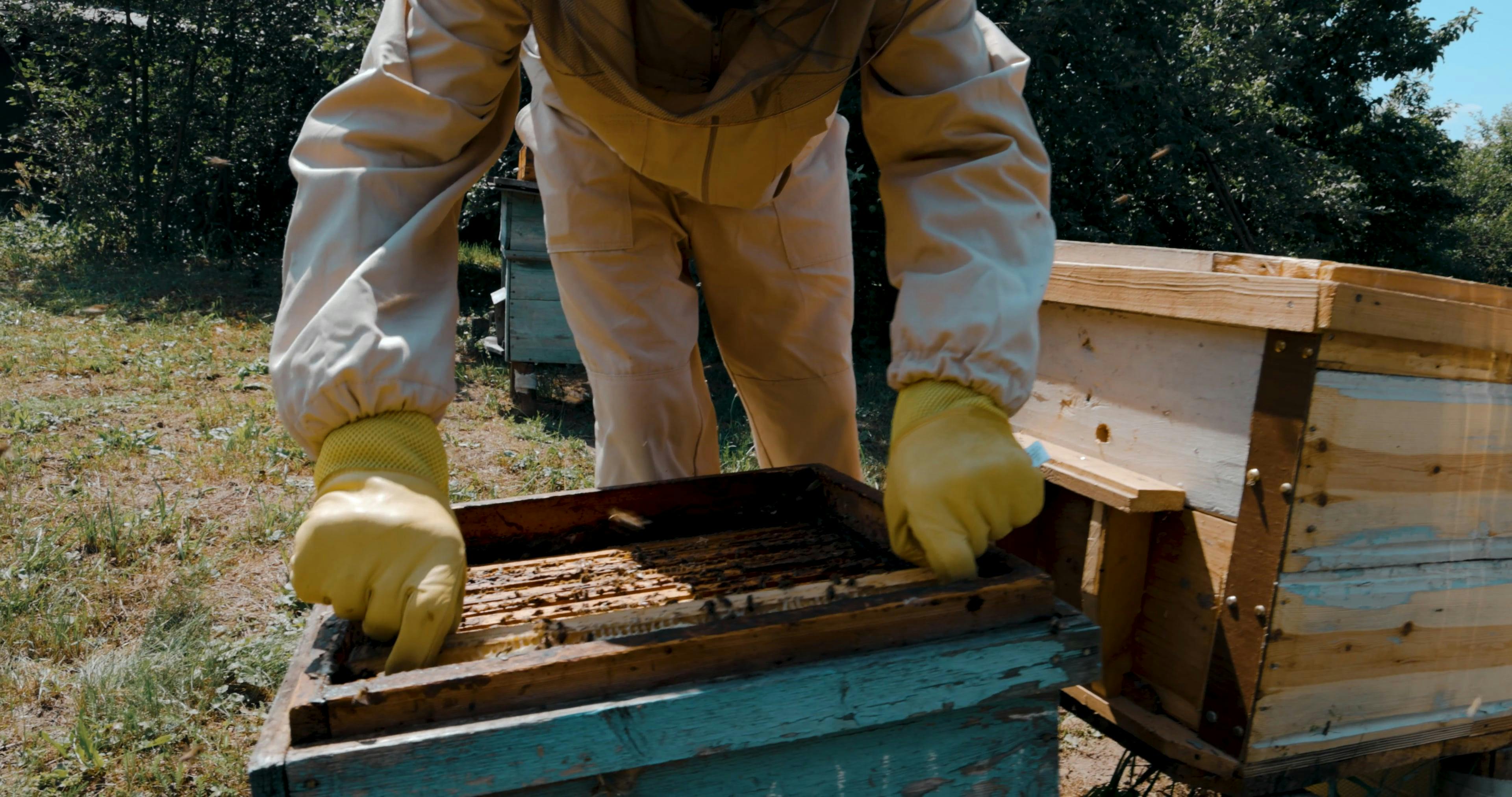 Beekeeping Process Videos, Download The BEST Free 4k Stock Video ...