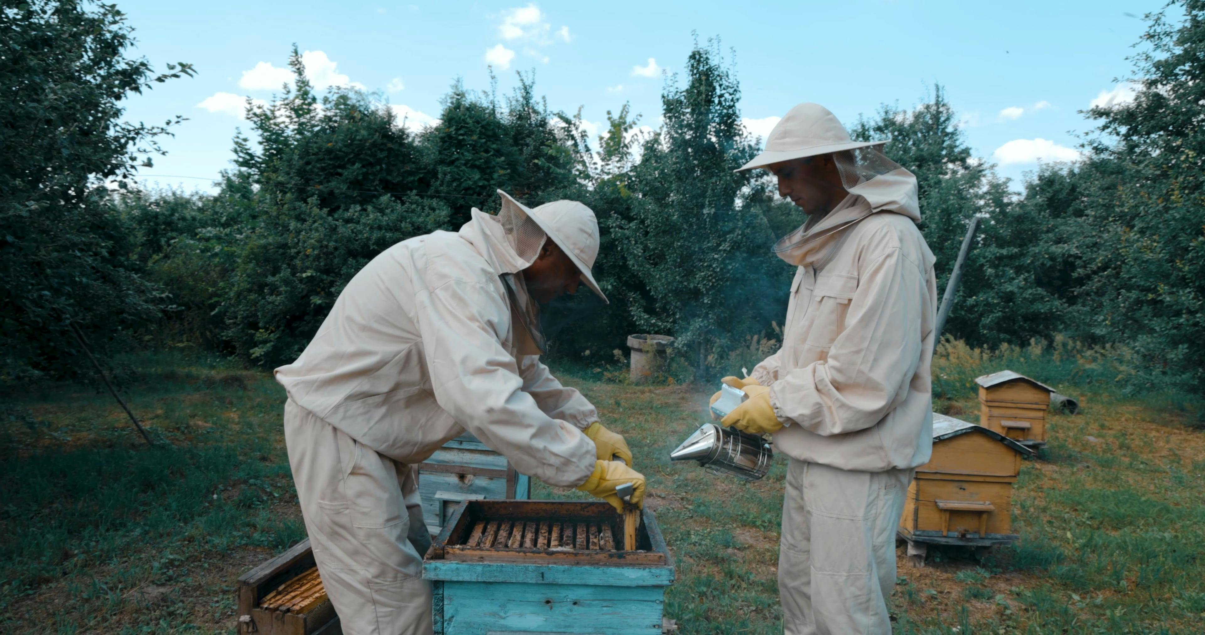 Professional Beekeeping Videos, Download The BEST Free 4k Stock Video ...