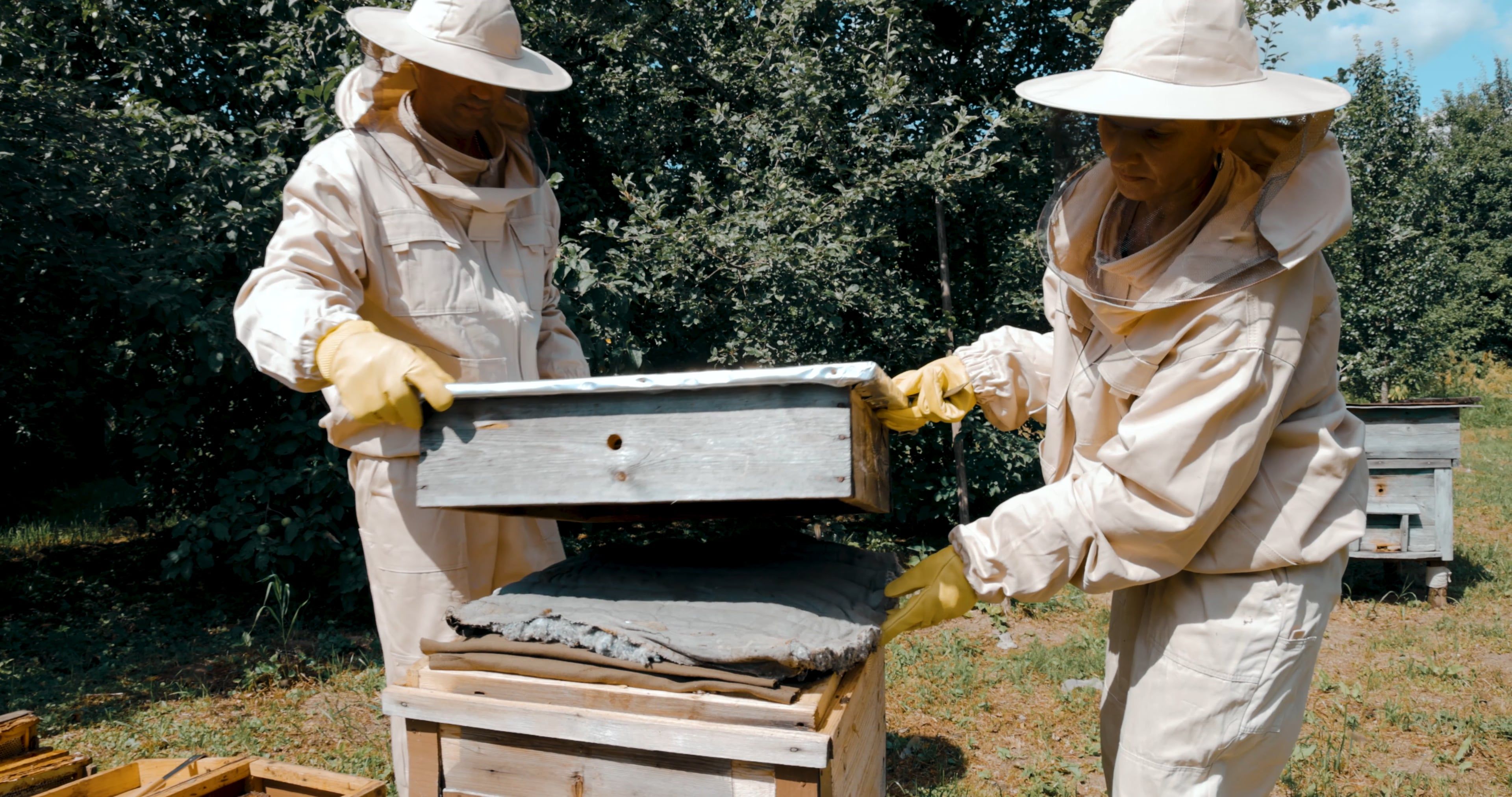 Beekeepers Covering a Beehive Free Stock Video Footage, Royalty-Free 4K ...