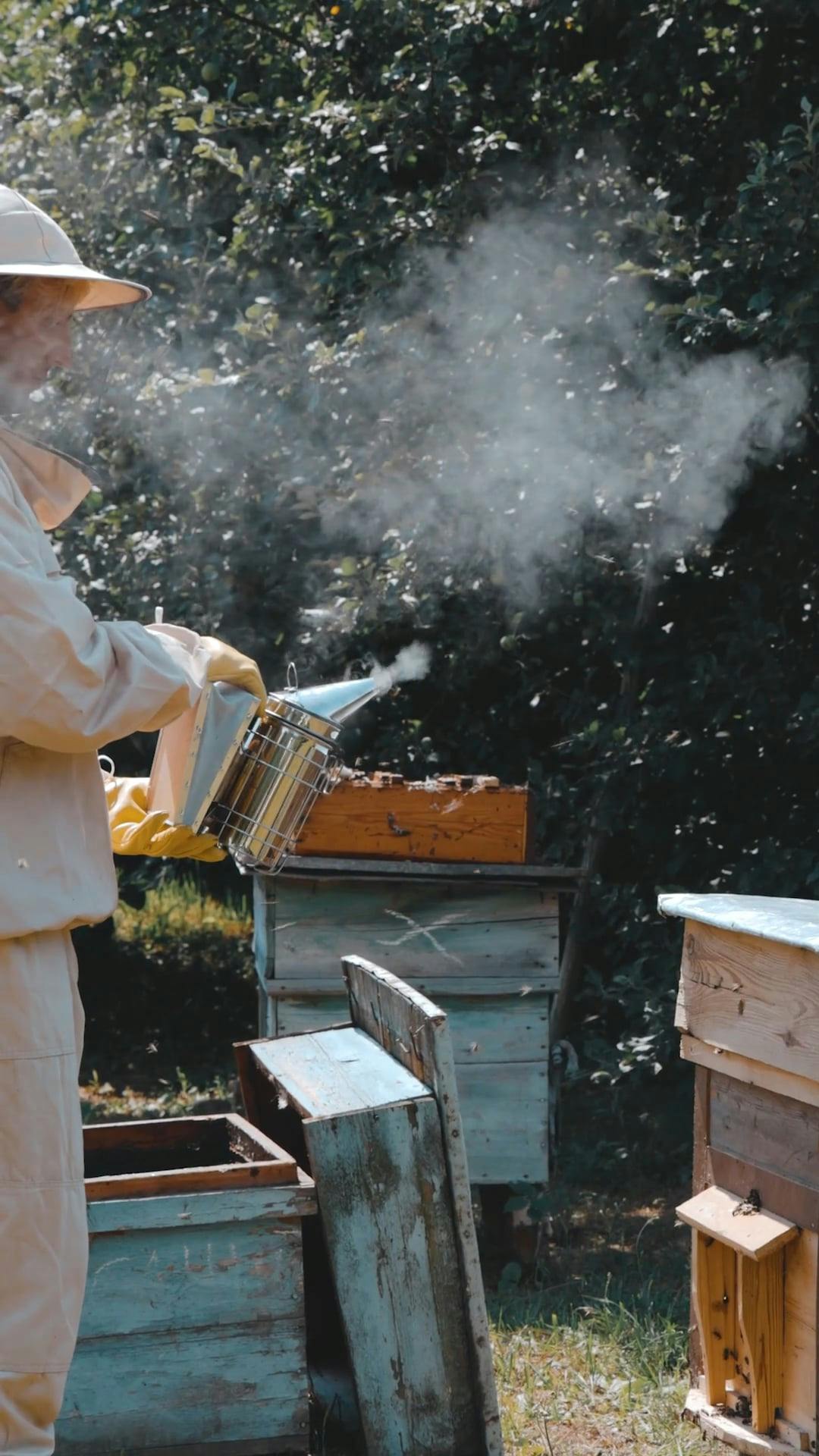 Beehives Videos, Download The BEST Free 4k Stock Video Footage ...