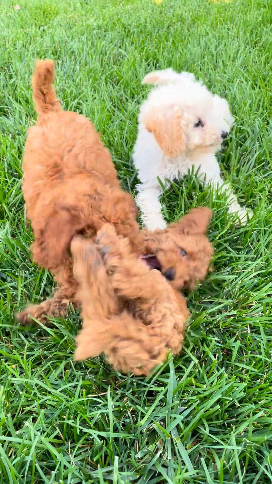 Puppies Playing on a Grass Field · Free Stock Video