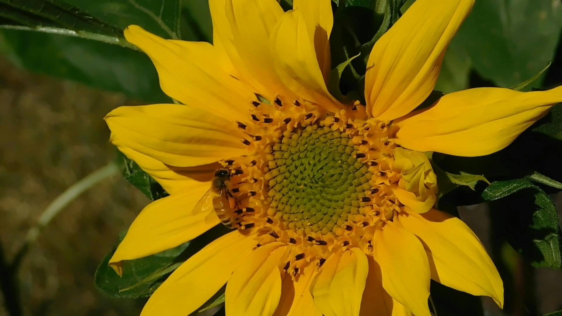 Bees Pollinating Free Stock Video Footage, Royalty-Free 4K & HD Video Clip