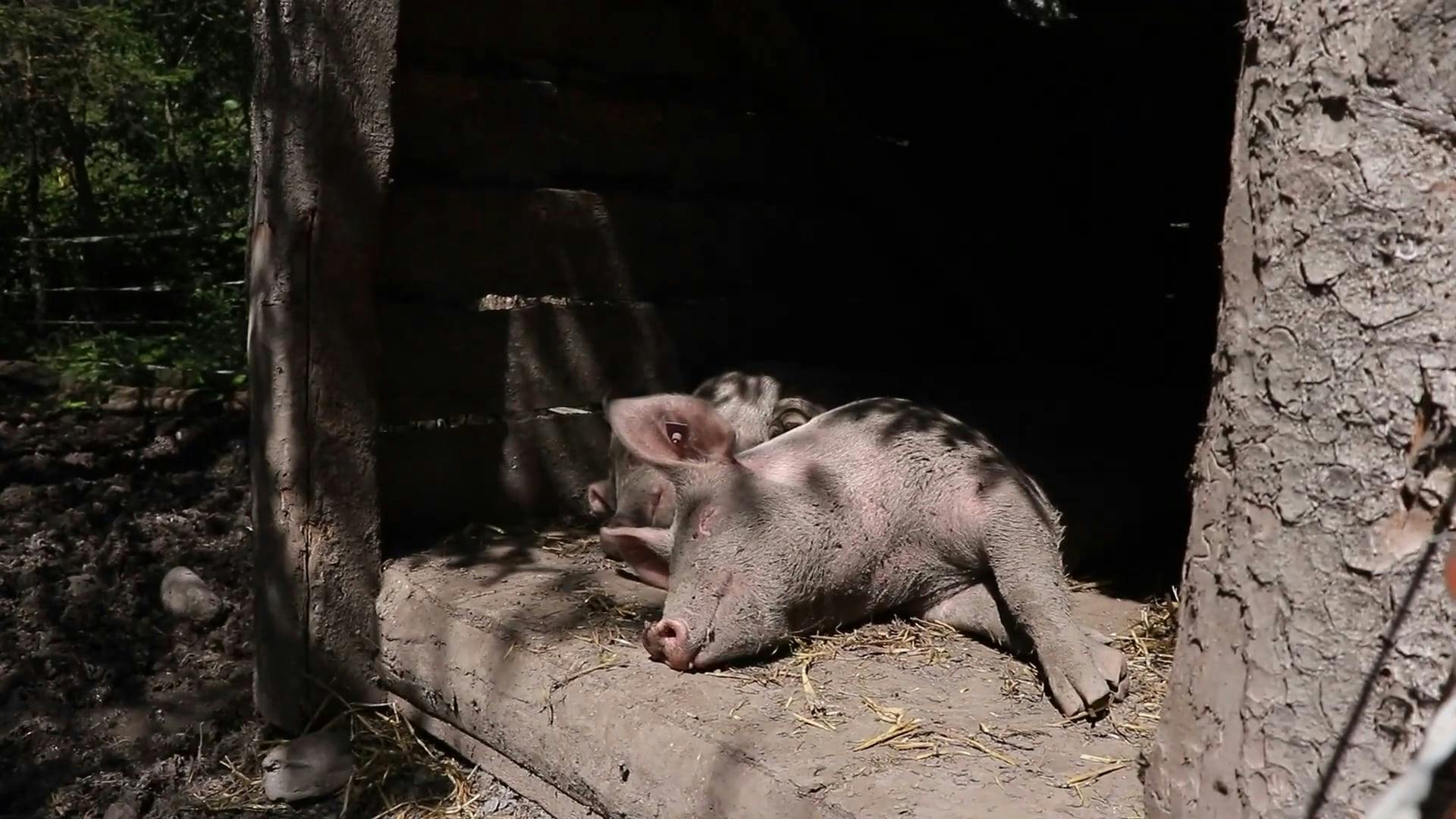 Pigs Covered in Mud Sleeping · Free Stock Video