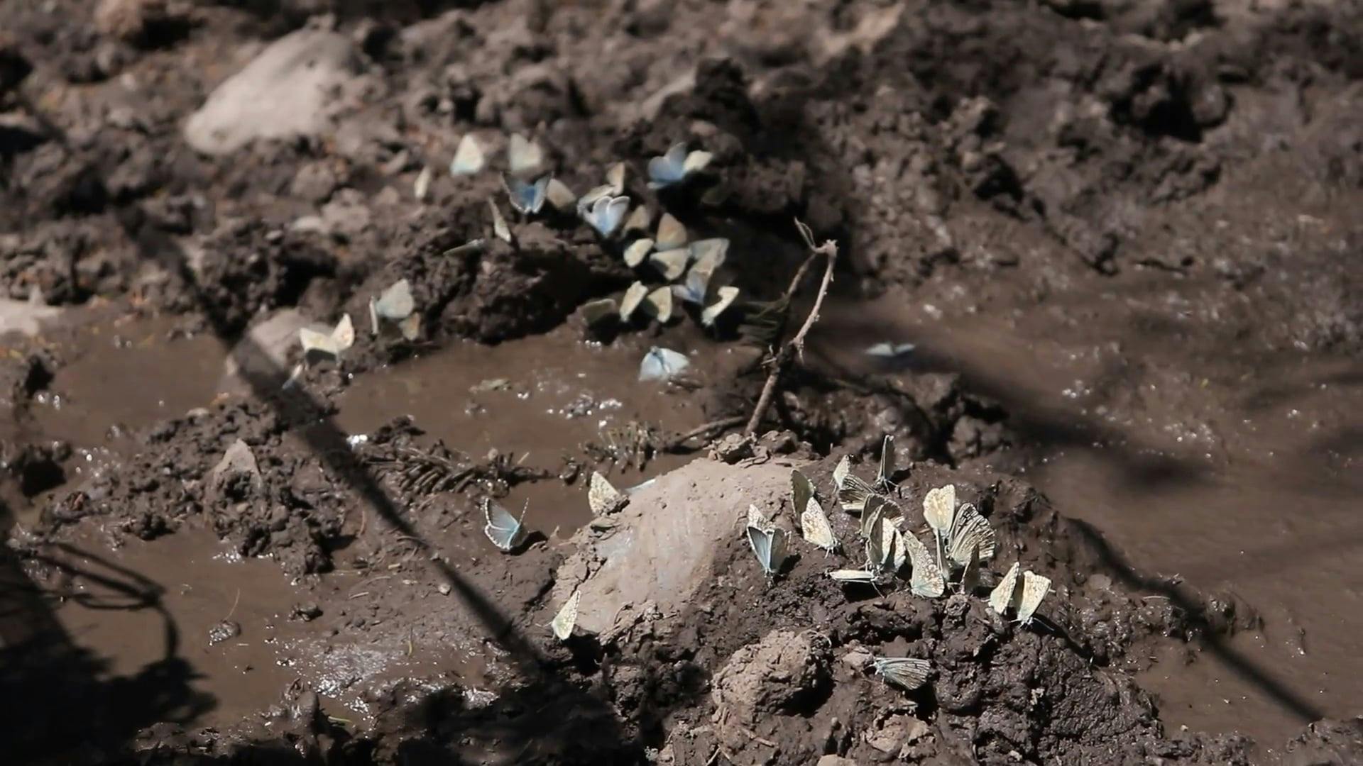 Butterfly mud puddling 3 Free Stock Video Footage, Royalty-Free 4K & HD ...