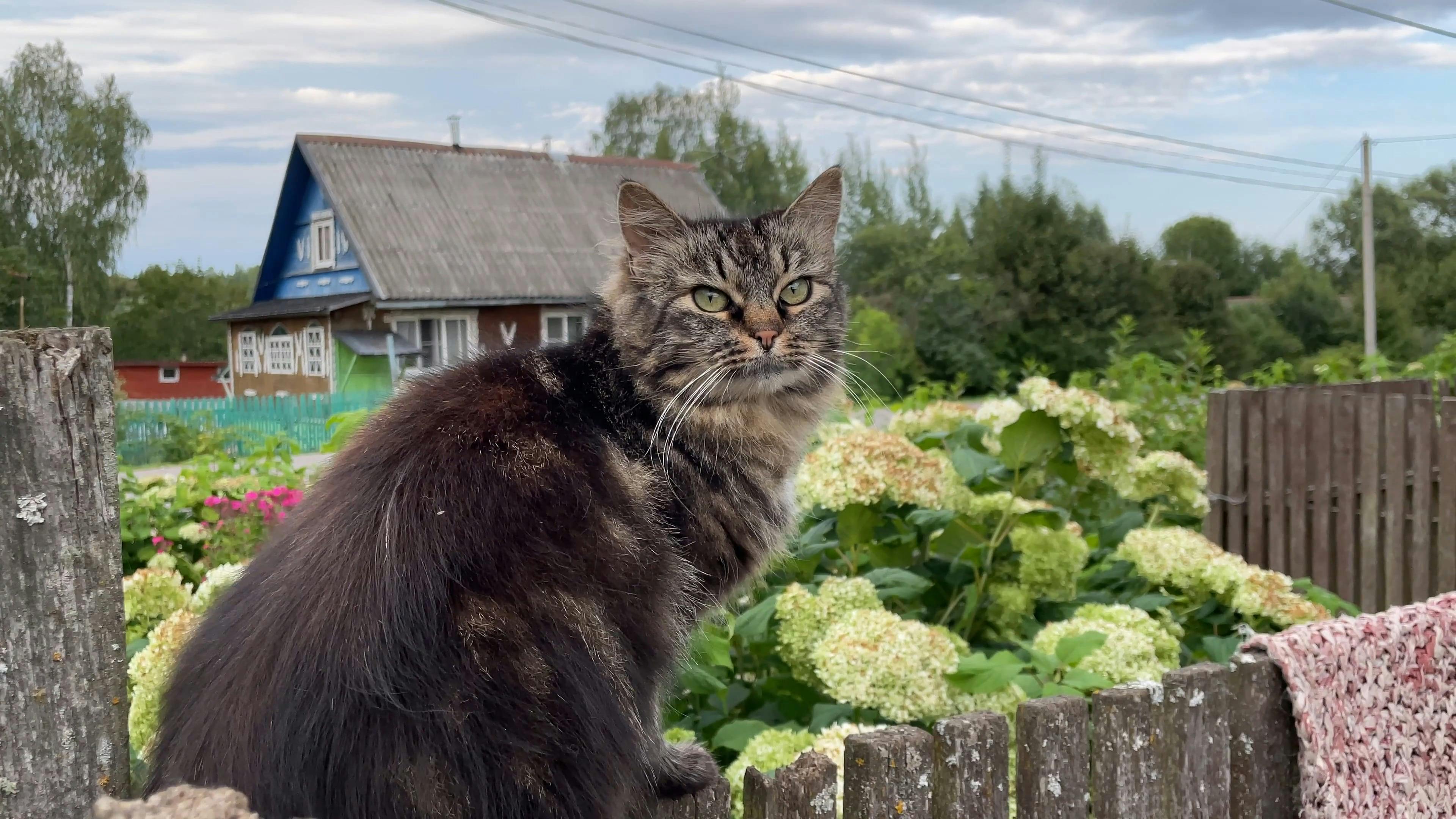 Cat Cottage Videos, Download The BEST Free 4k Stock Video Footage & Cat ...