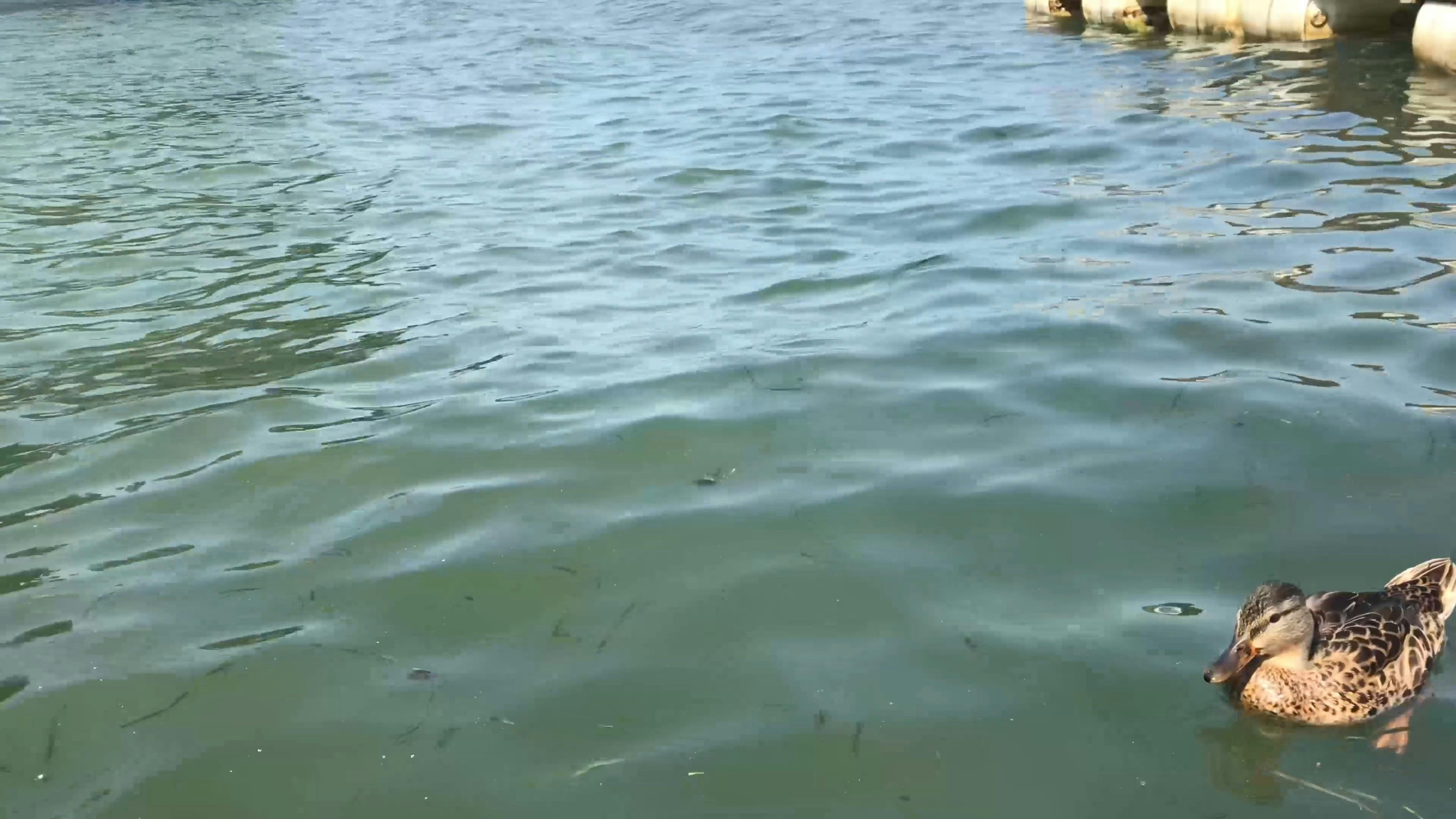 Daniel Absi · 摄影