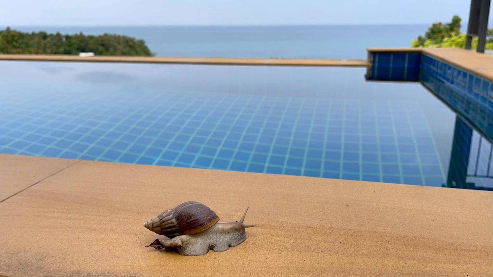 Close Up of a Snail Crawling Free Stock Video Footage, Royalty-Free 4K ...