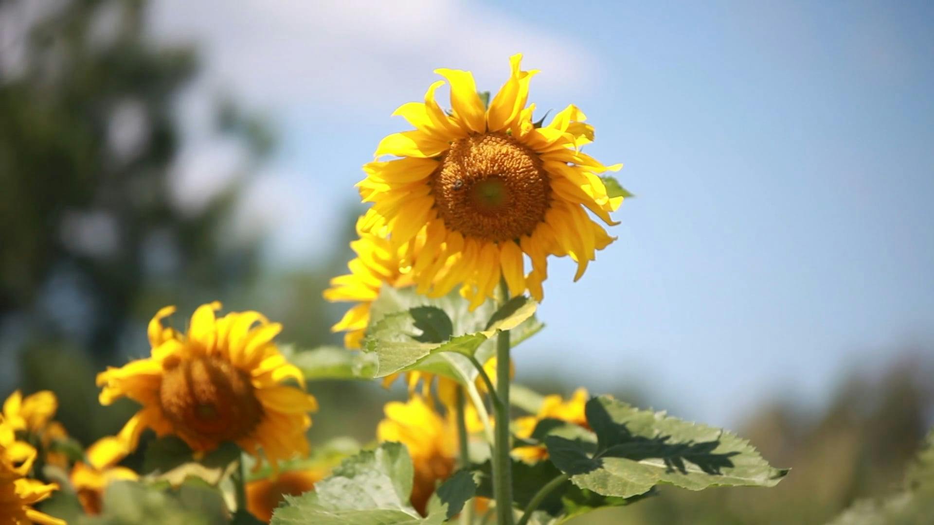 Talking Yellow Background Videos, Download The BEST Free 4k Stock Video ...