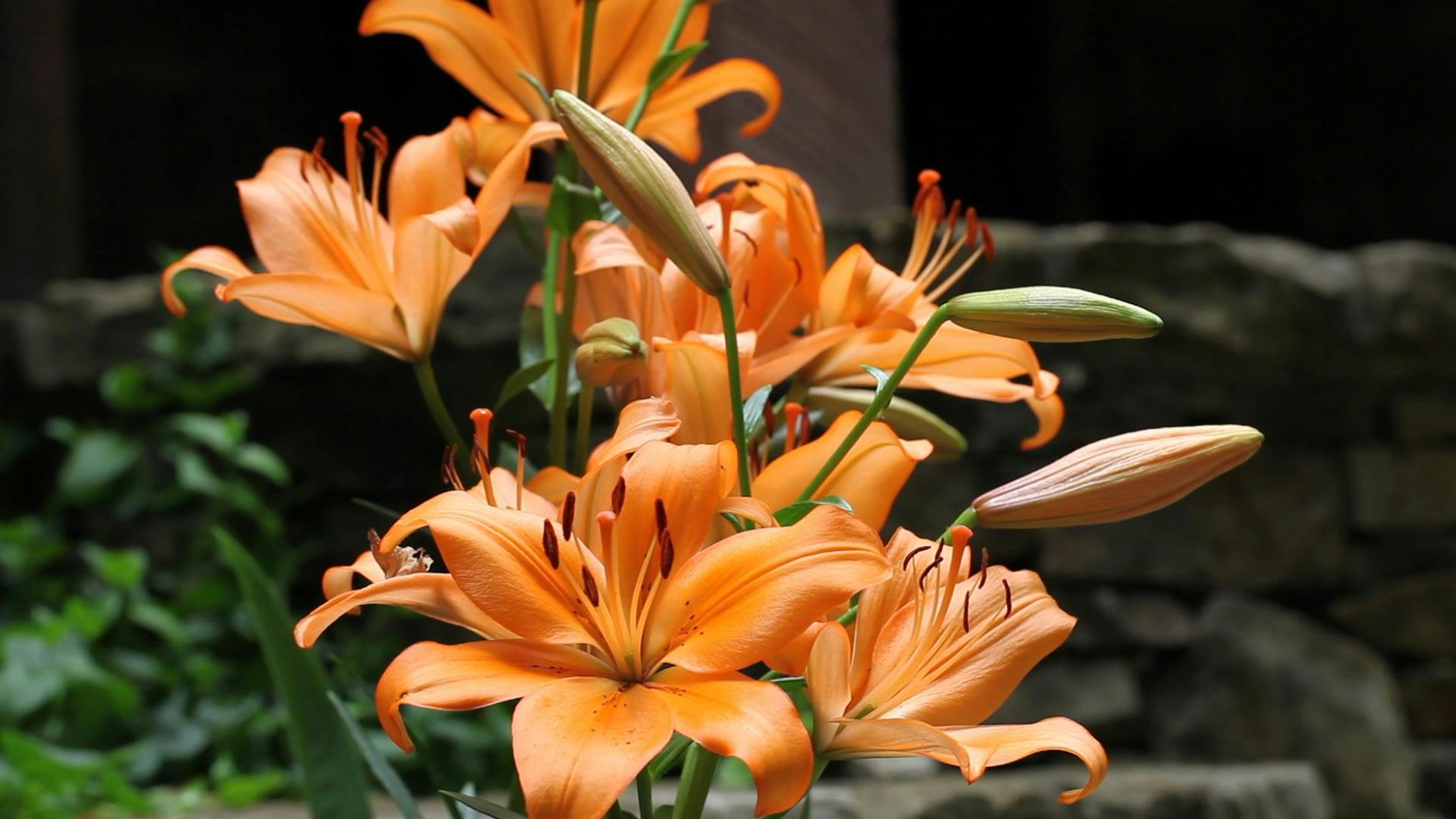 Close Up of Lily Flowers Free Stock Video Footage, Royalty-Free 4K & HD ...