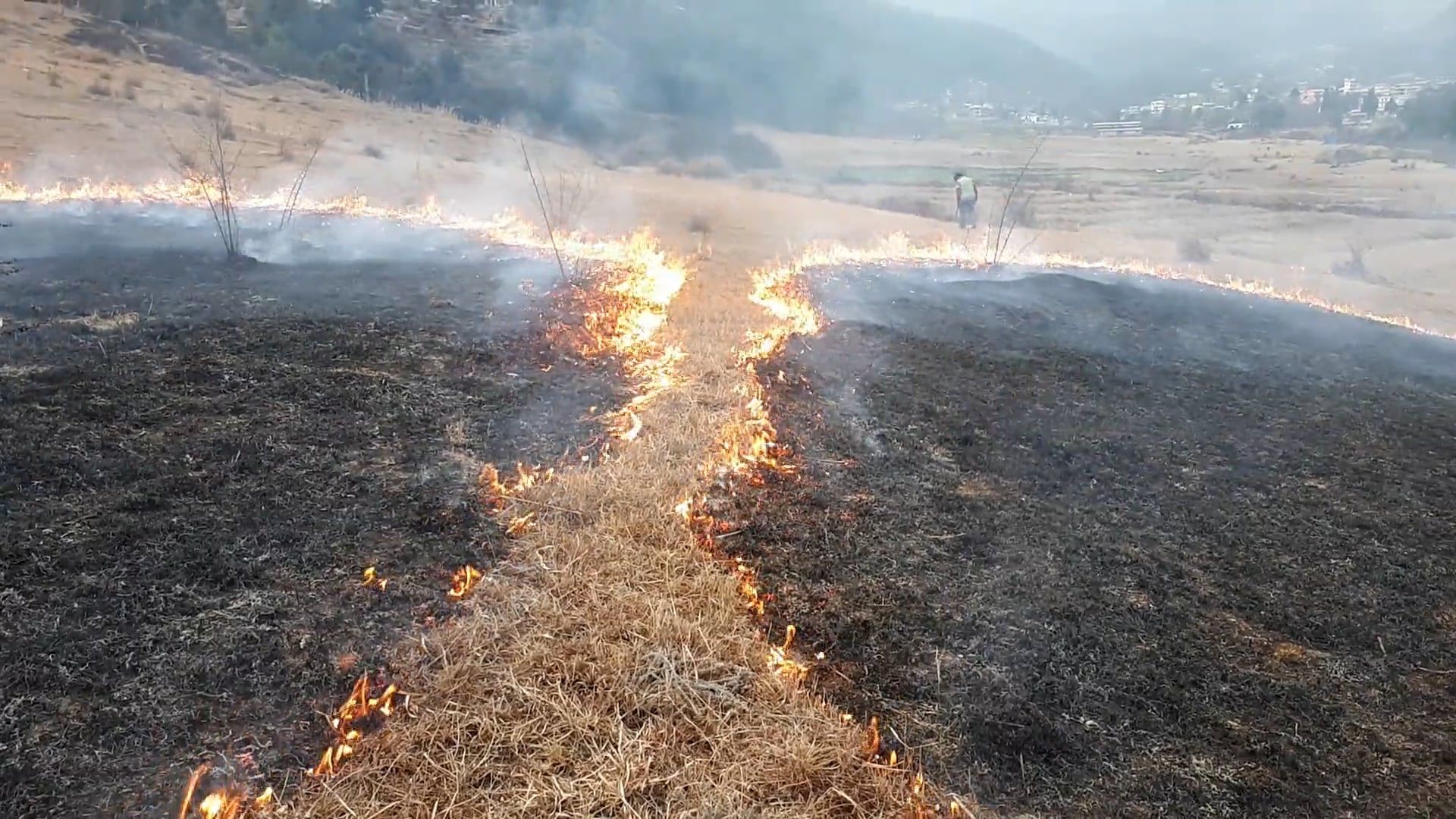 Fire Burning in the Forest · Free Stock Video