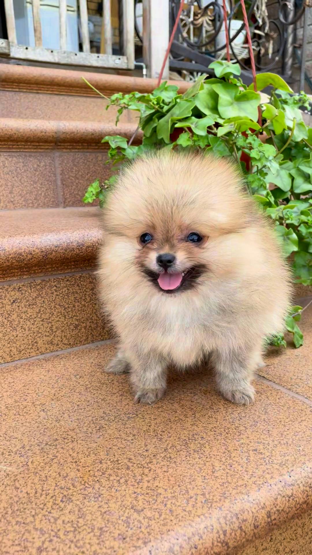 Rapunzel And Pascal Videos, Download The BEST Free 4k Stock Video ...