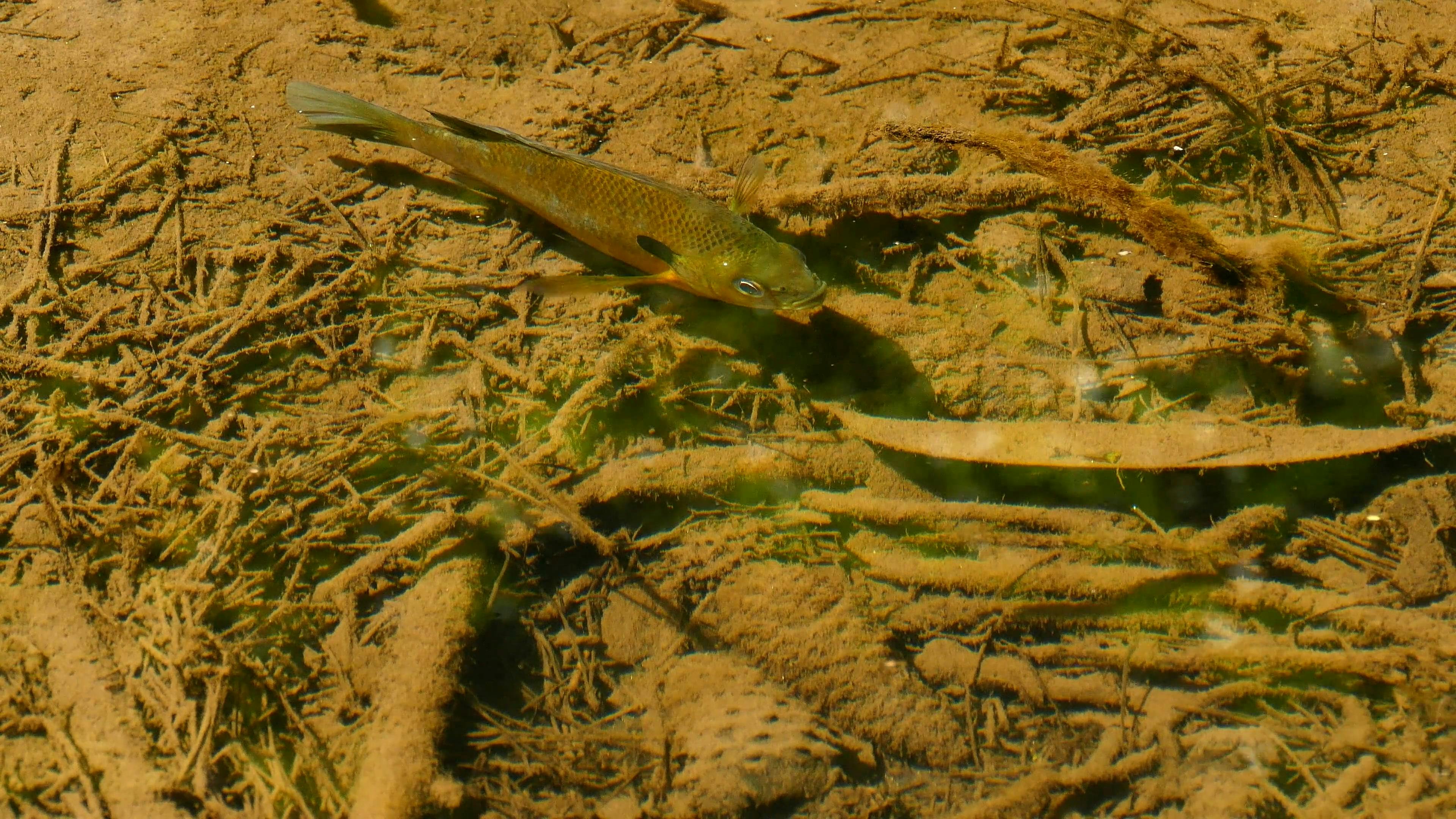 Close Up of a Fish in a Water Free Stock Video Footage, Royalty-Free 4K ...