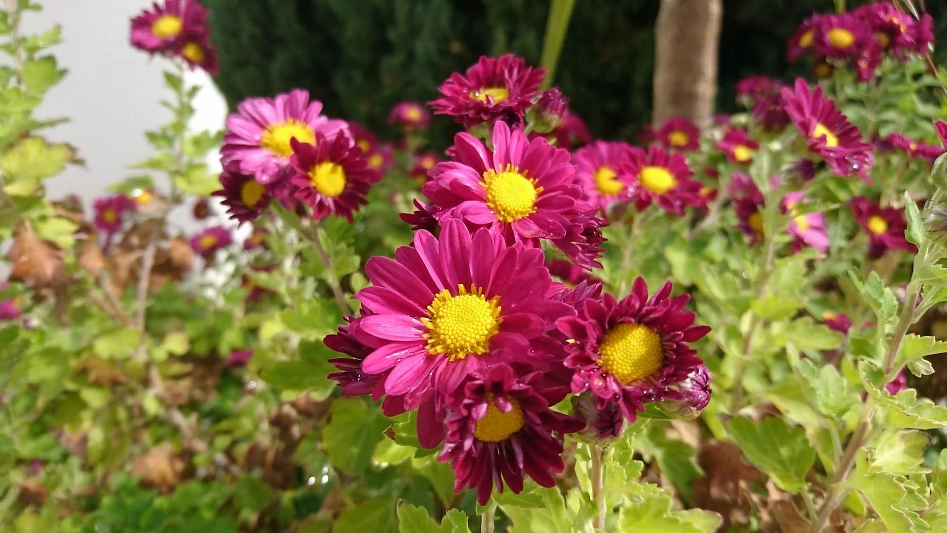 Exterior Flowers Videos, Download The BEST Free 4k Stock Video Footage ...