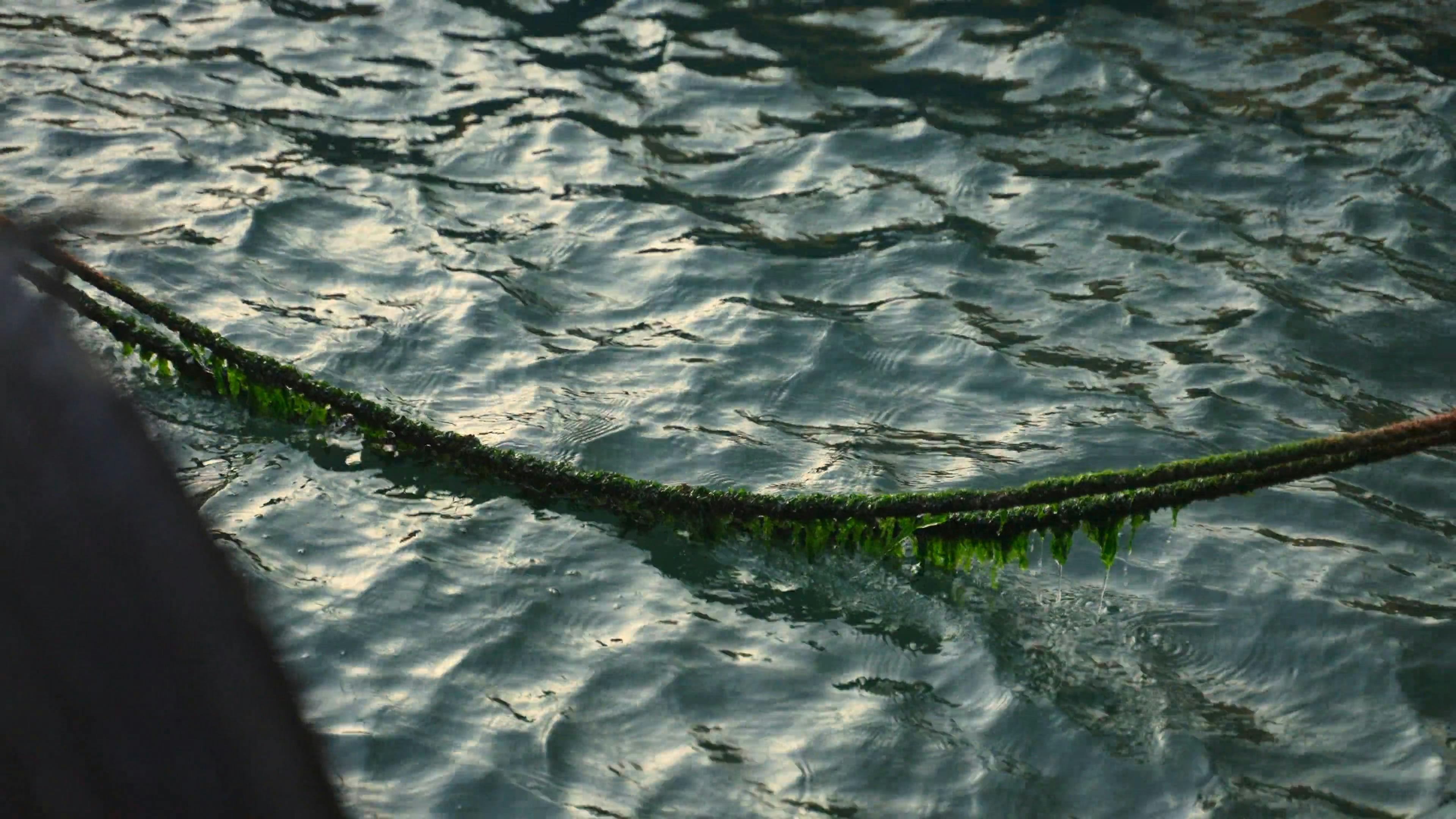 Rope with Moss in the Water Free Stock Video Footage, Royalty-Free 4K ...