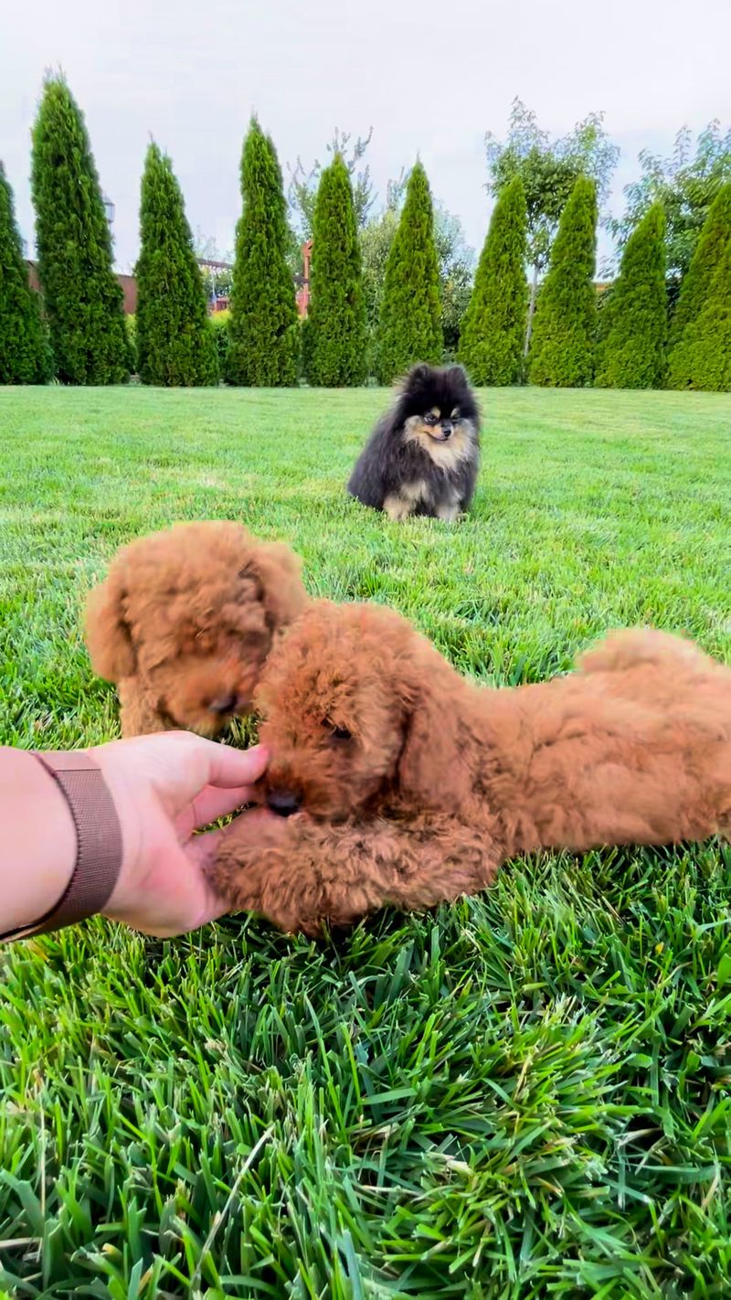 Dogs Playing Videos, Download The BEST Free 4k Stock Video Footage ...