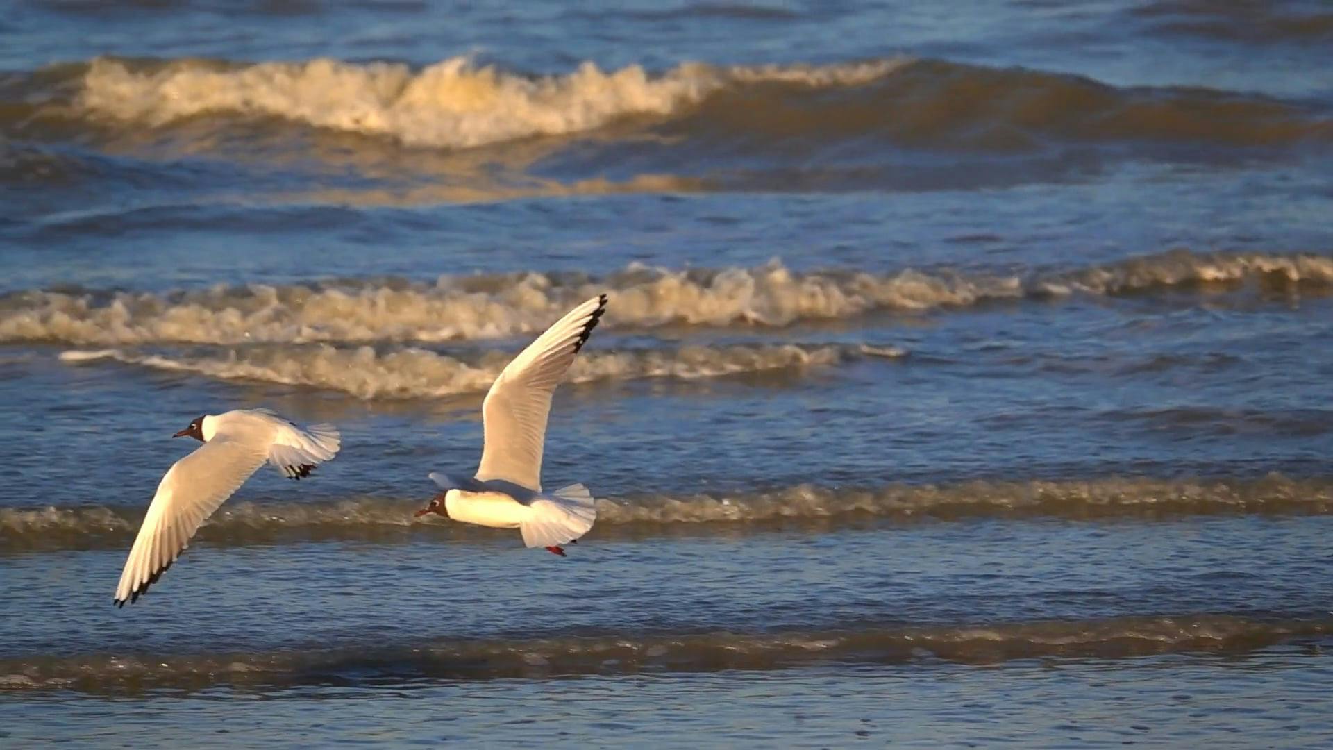 Seabirds Flying Together · Free Stock Video