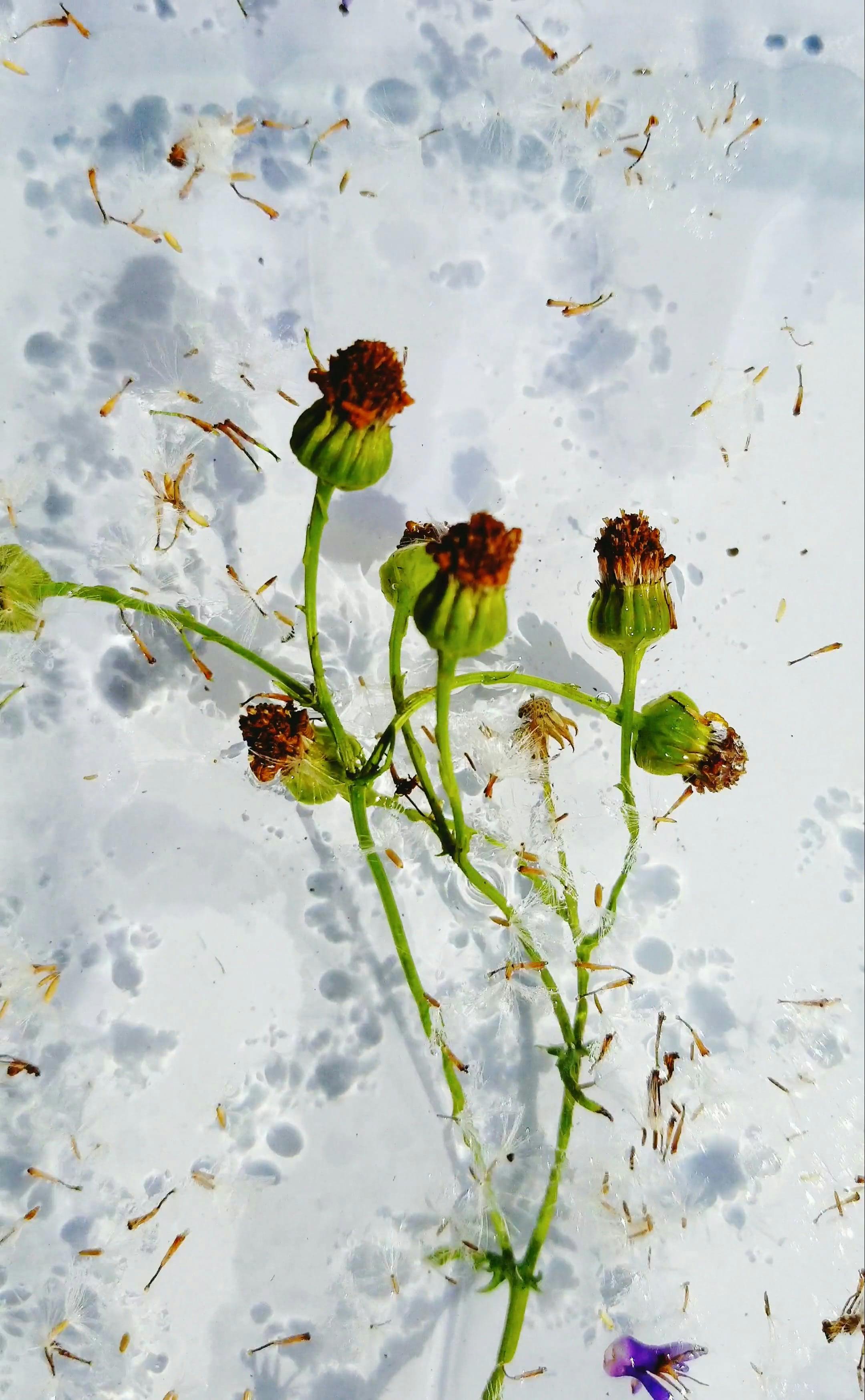 Flowers Floating on the Water · Free Stock Video