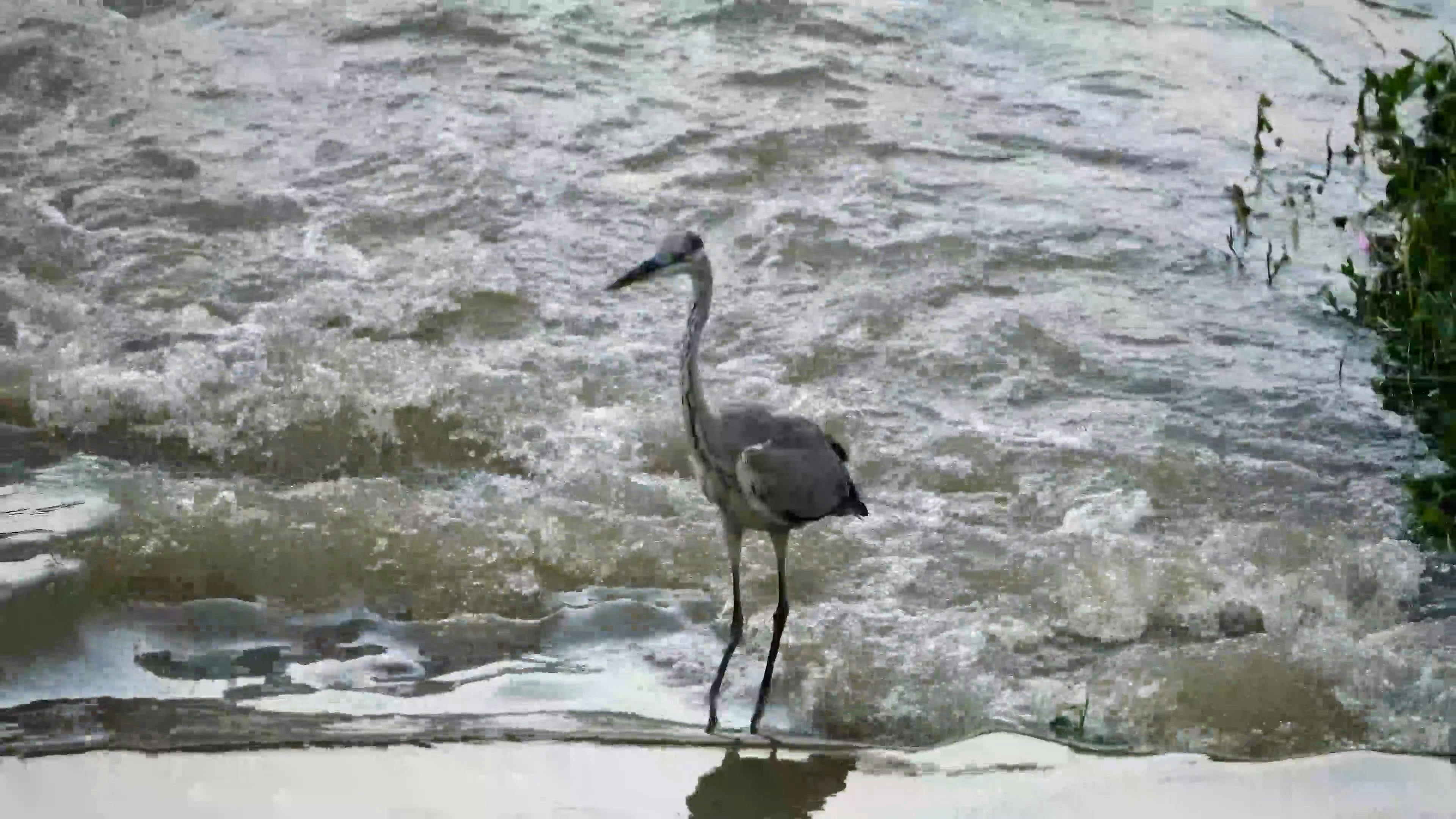 Czapla Nad Jeziorem · Darmowe nagranie wideo z galerii