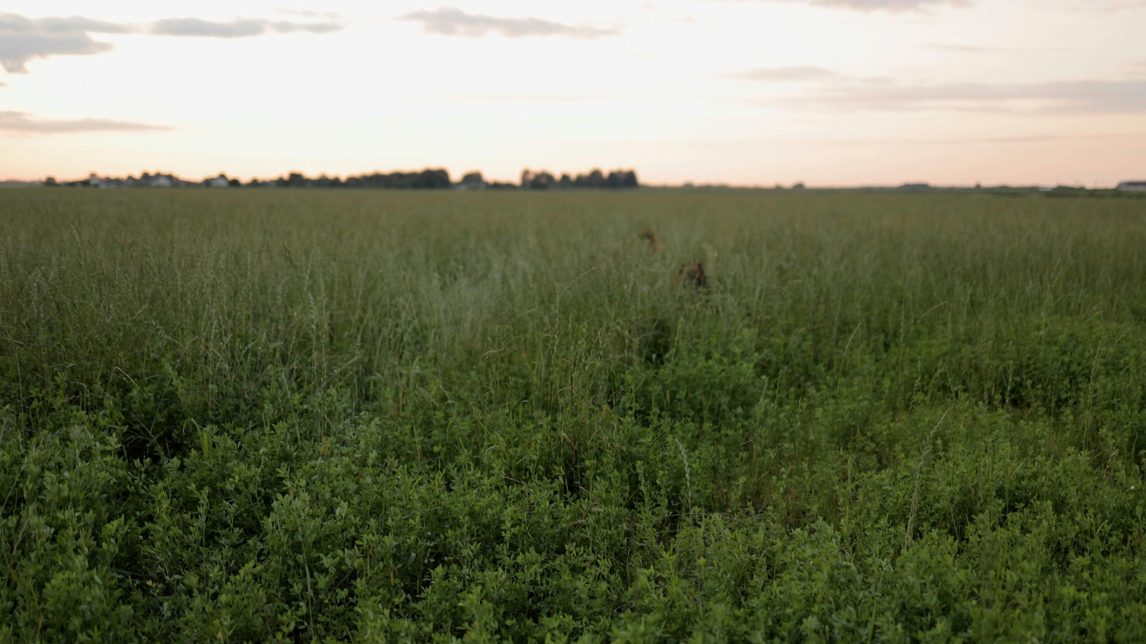 Sunset Romp Videos, Download The BEST Free 4k Stock Video Footage ...