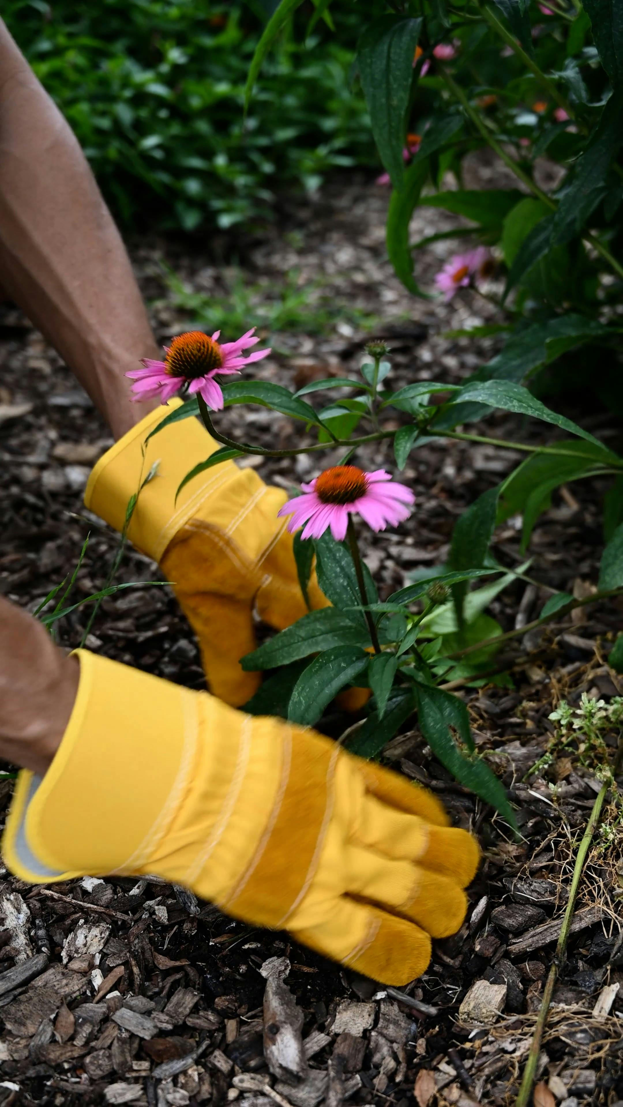 Environmental Conservation Videos, Download The BEST Free 4k Stock ...