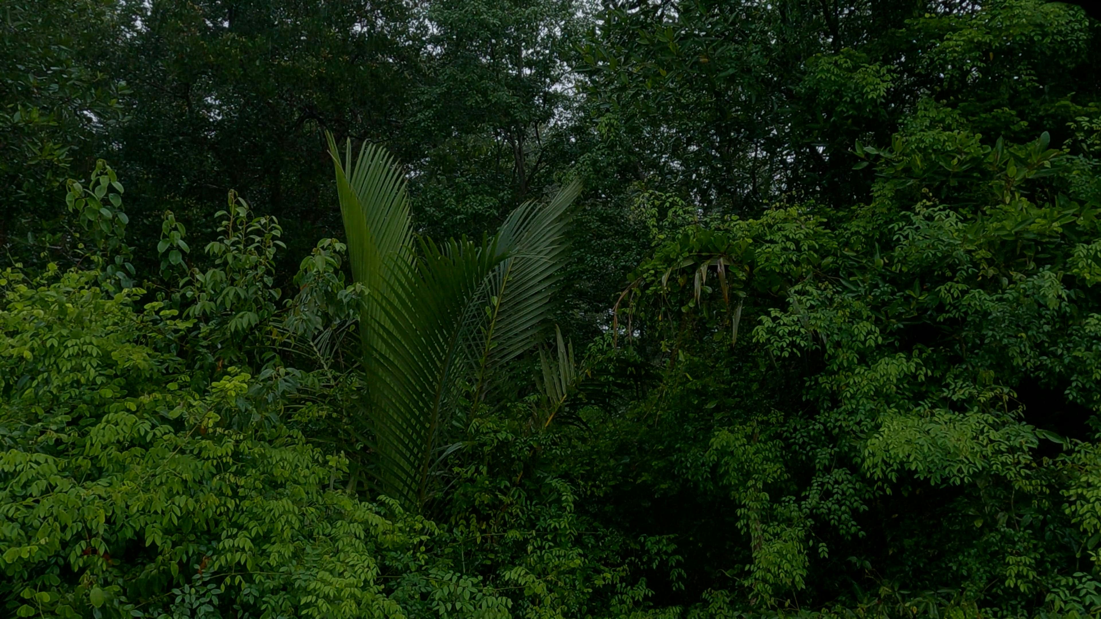 Rain Falling on the Trees · Free Stock Video