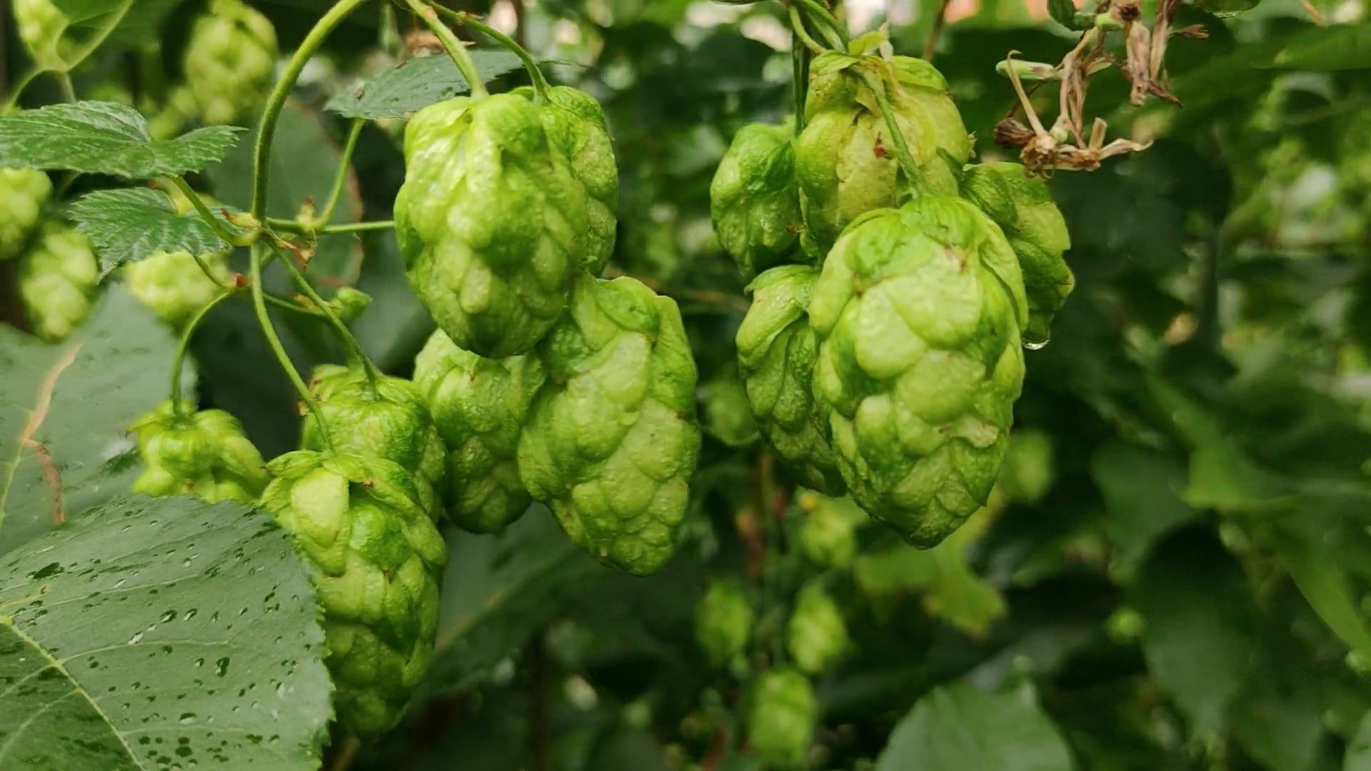 Hops Plant Videos, Download The BEST Free 4k Stock Video Footage & Hops ...
