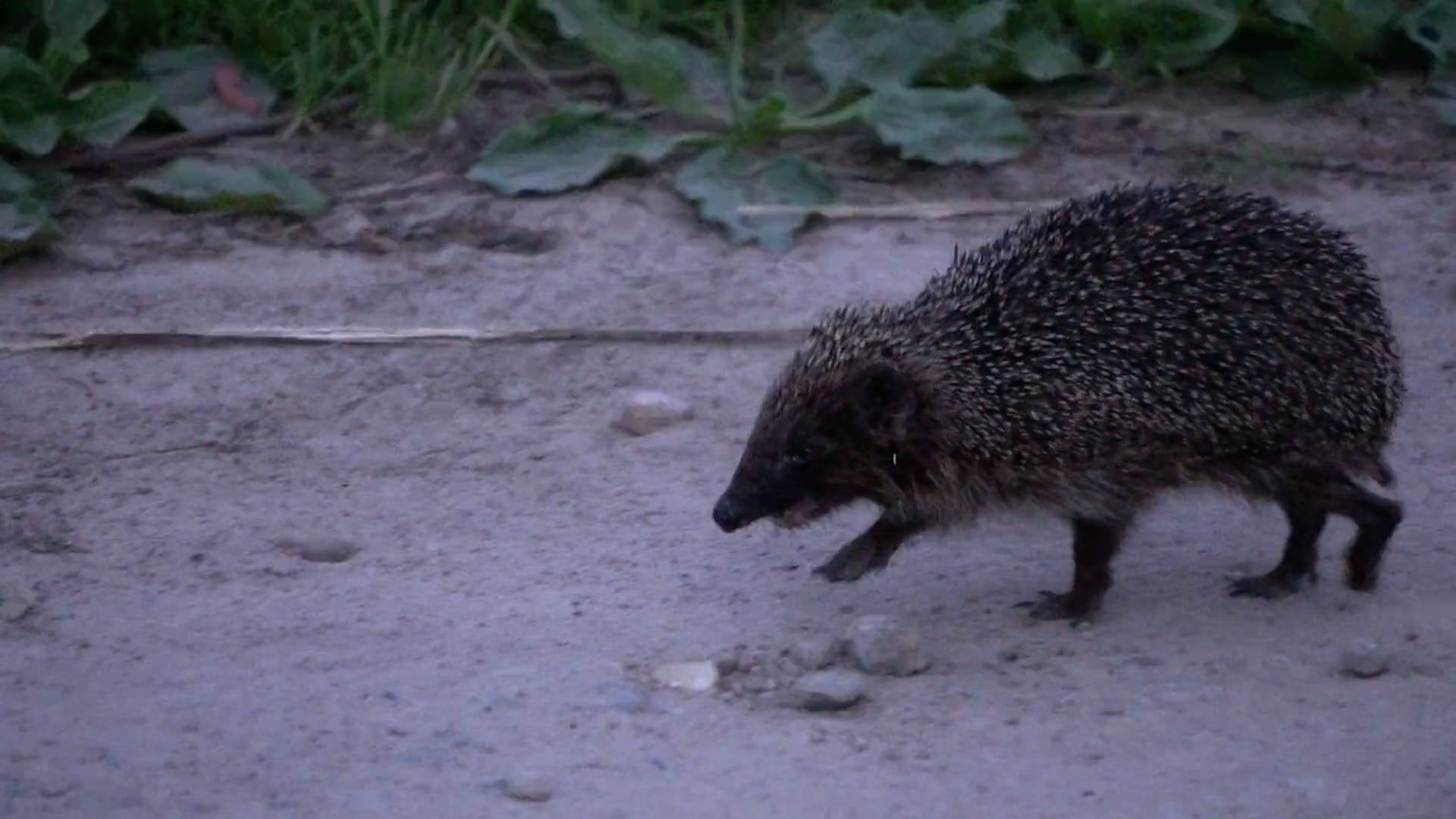 A Hedgehog Walking Fastly on the Ground Free Stock Video Footage ...