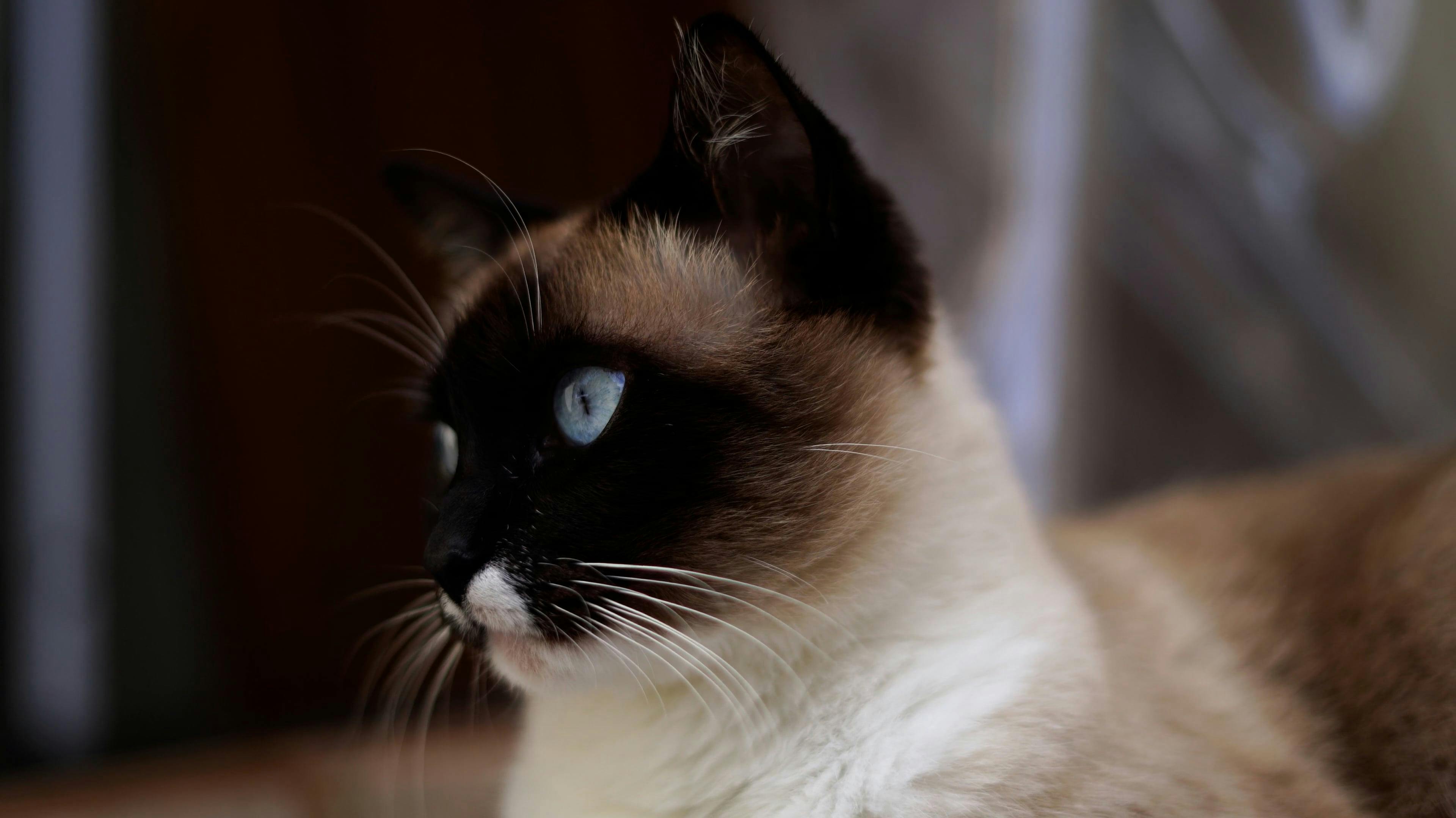 The Full Facial Features Of A Pet Cat Free Stock Video Footage, Royalty ...