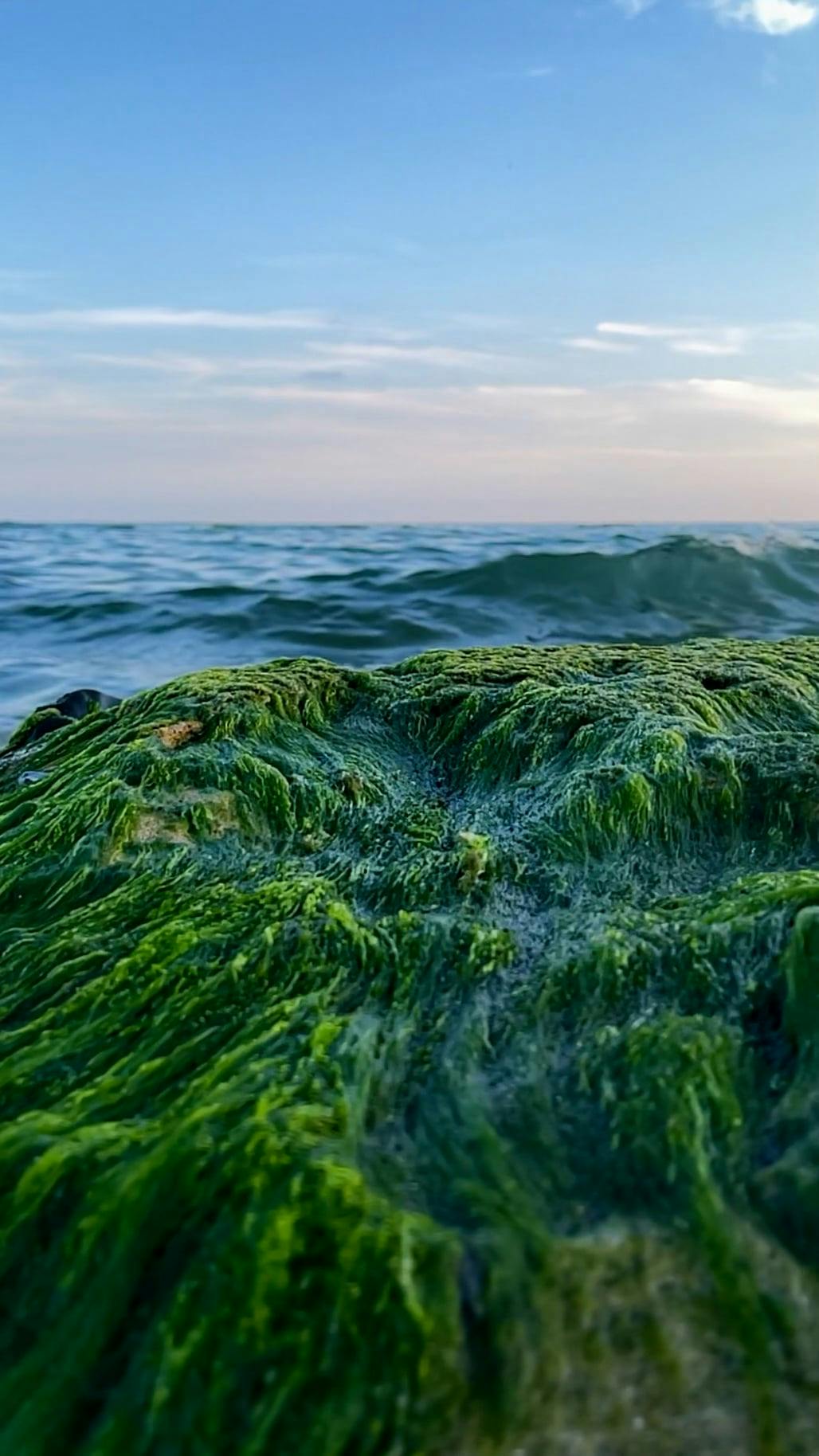 A Cluster Of Seaweeds Washed Ashore By The Waves Free Stock Video ...
