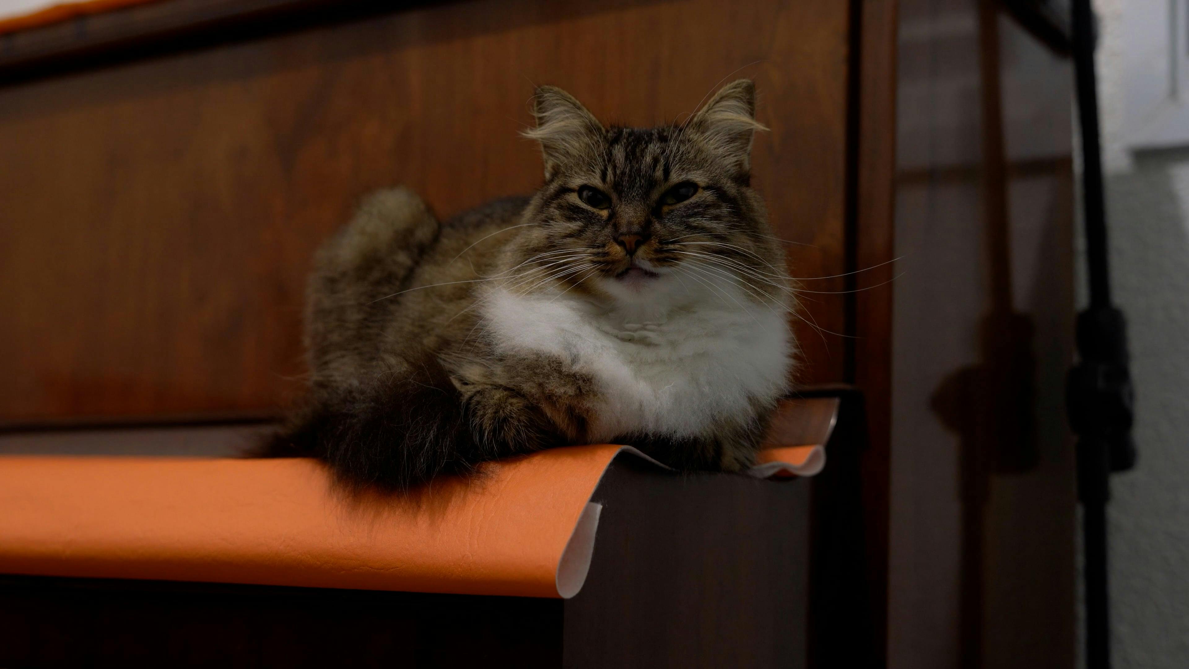 Close-up Footage Of Pet Cats At Rest Free Stock Video Footage, Royalty ...