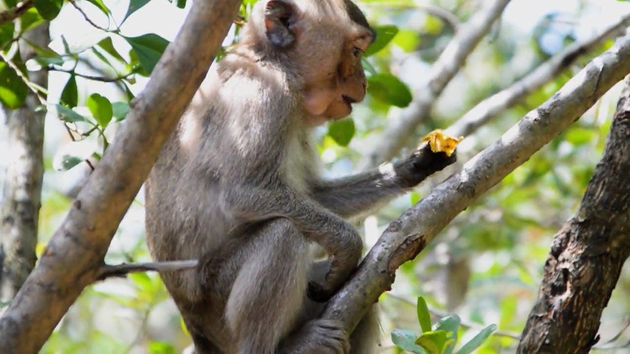 Monkey Eating Free Stock Video Footage, Royalty-Free 4K & HD Video Clip