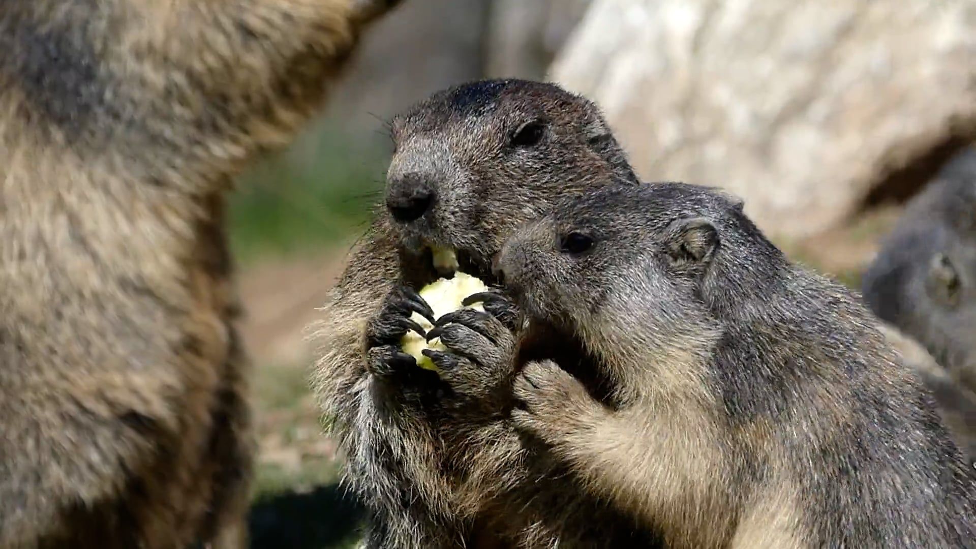 Marmot Eating Videos, Download The BEST Free 4k Stock Video Footage ...