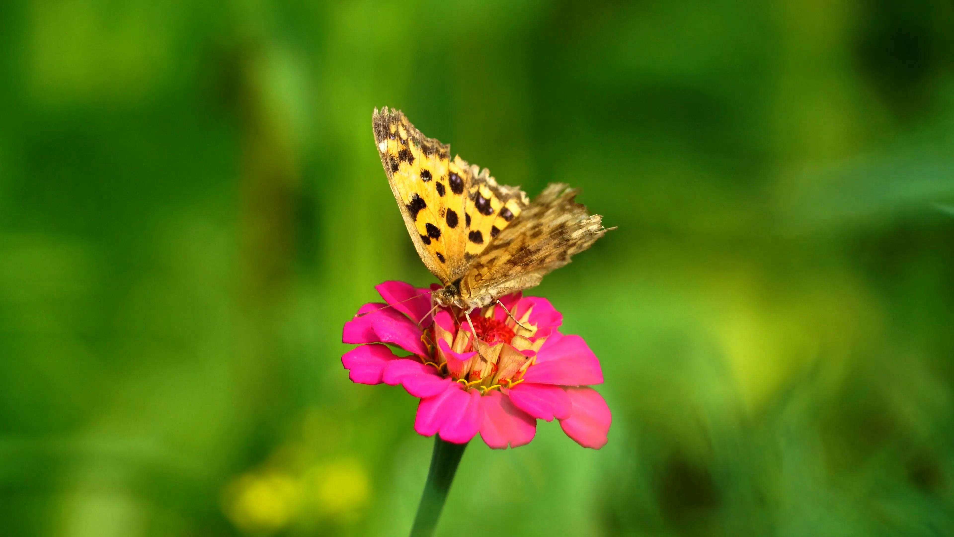 Butterfly Animated Videos, Download The BEST Free 4k Stock Video ...