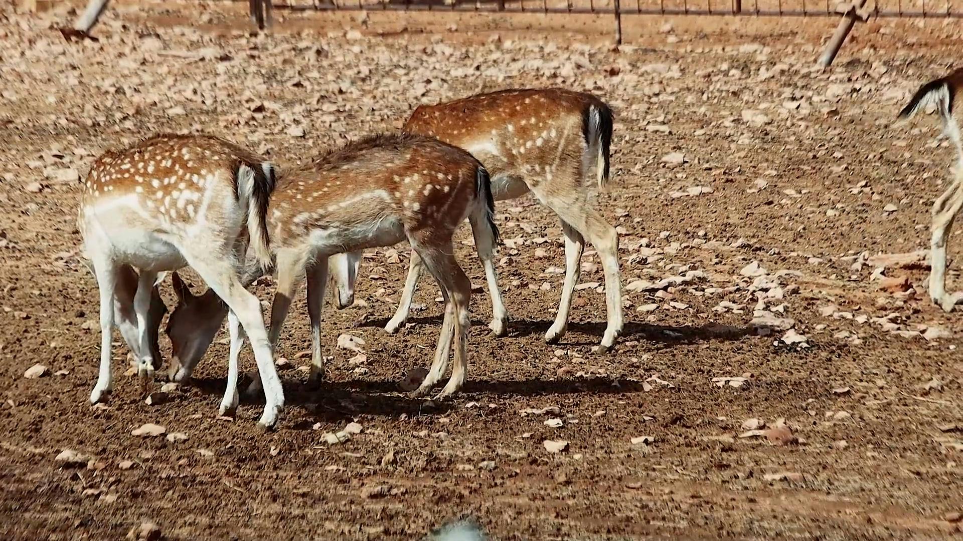 Animals In Group Videos, Download The BEST Free 4k Stock Video Footage ...