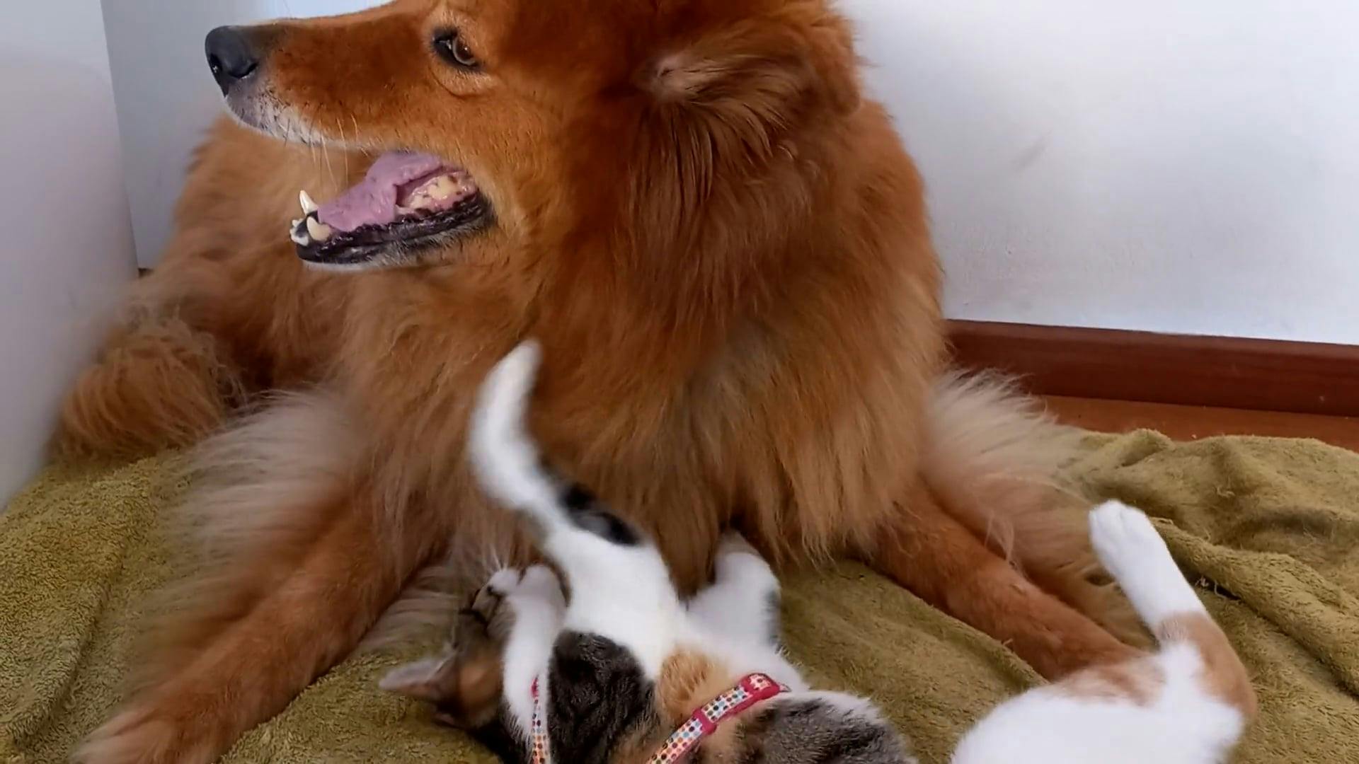 A Dog Playing Catch Free Stock Video Footage, Royalty-Free 4K & HD ...